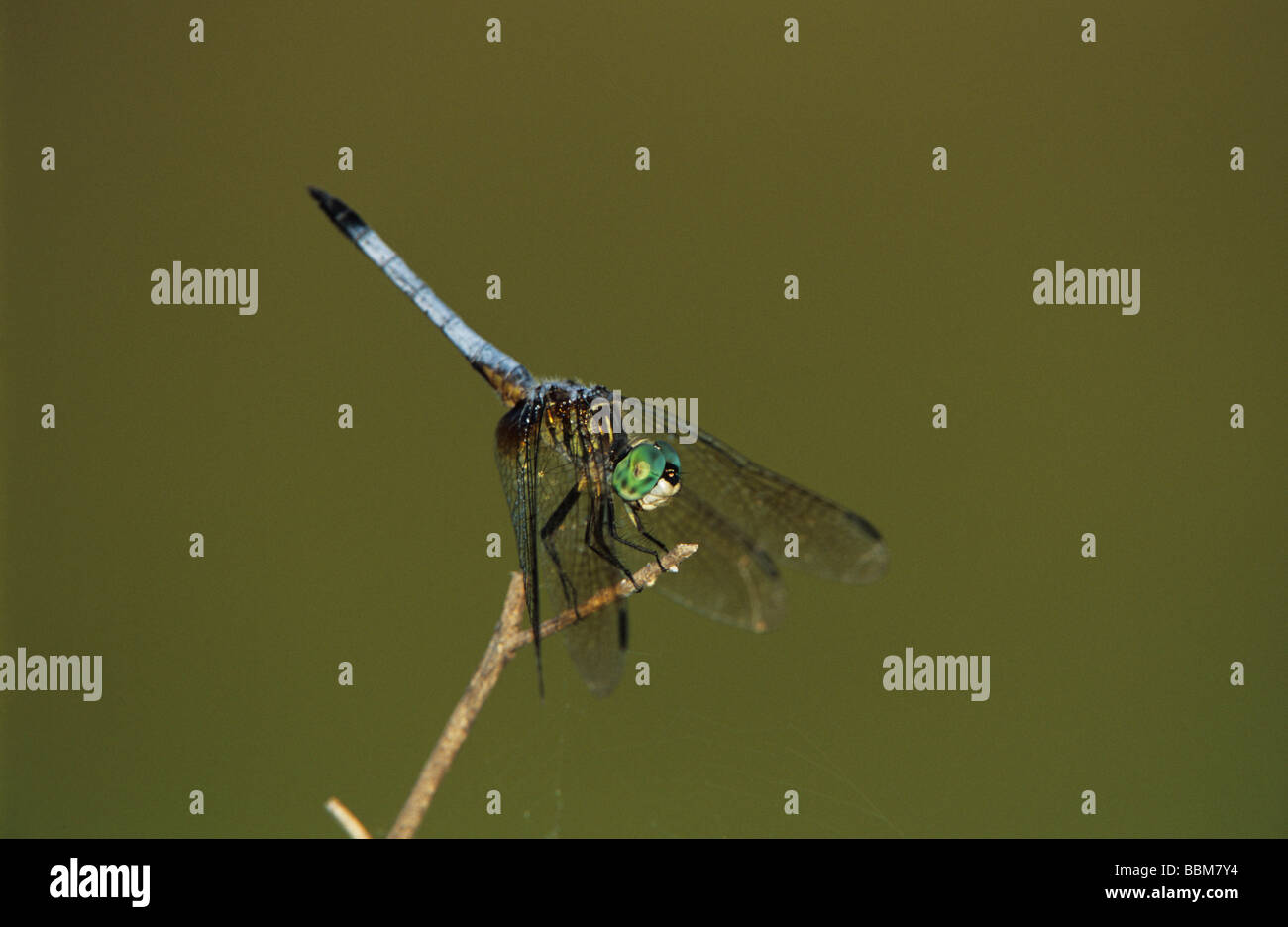 Adult dragonfly blue dasher hi-res stock photography and images - Alamy