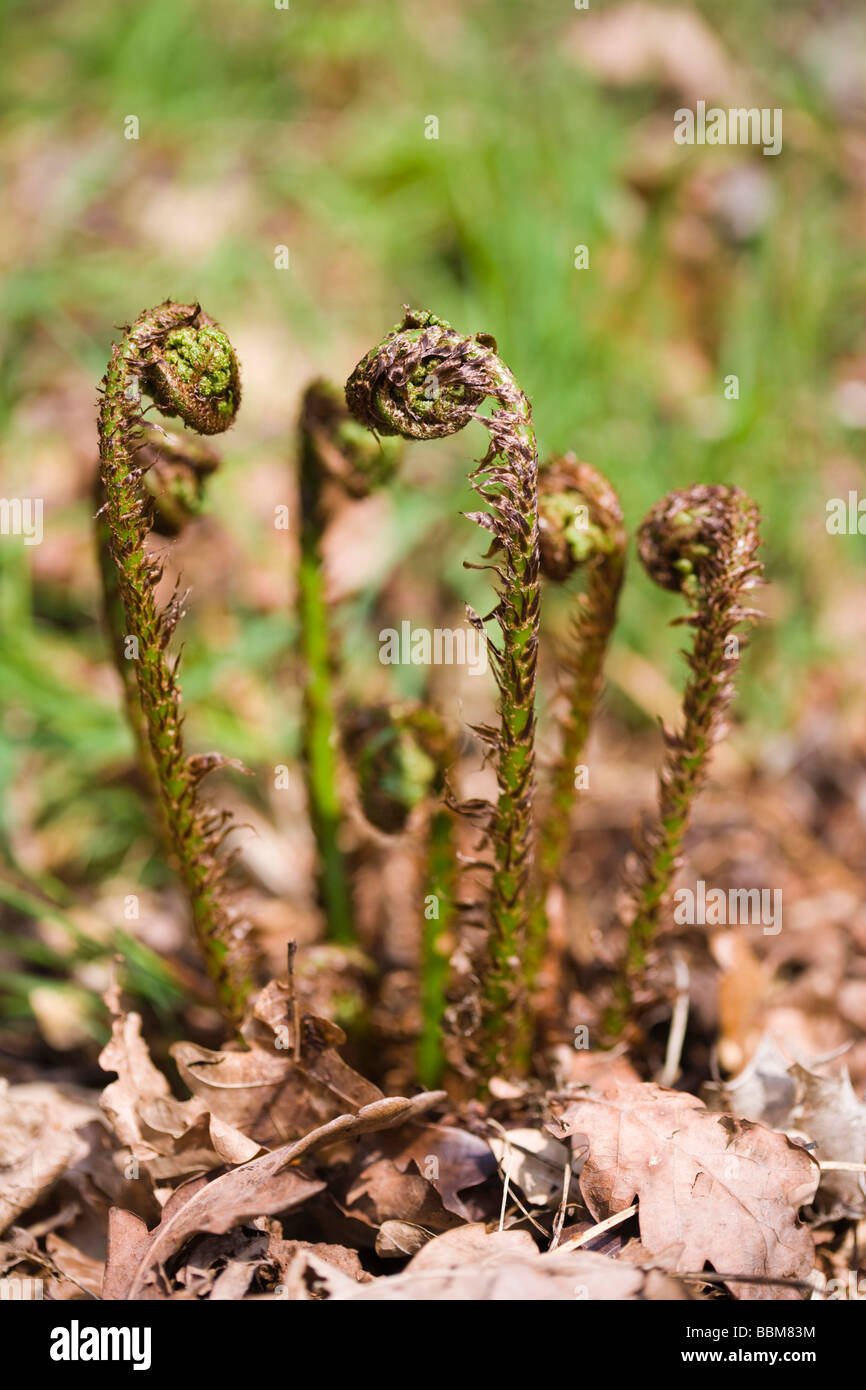 Young, newly-formed curled fern fronds growing through leaf litter ...