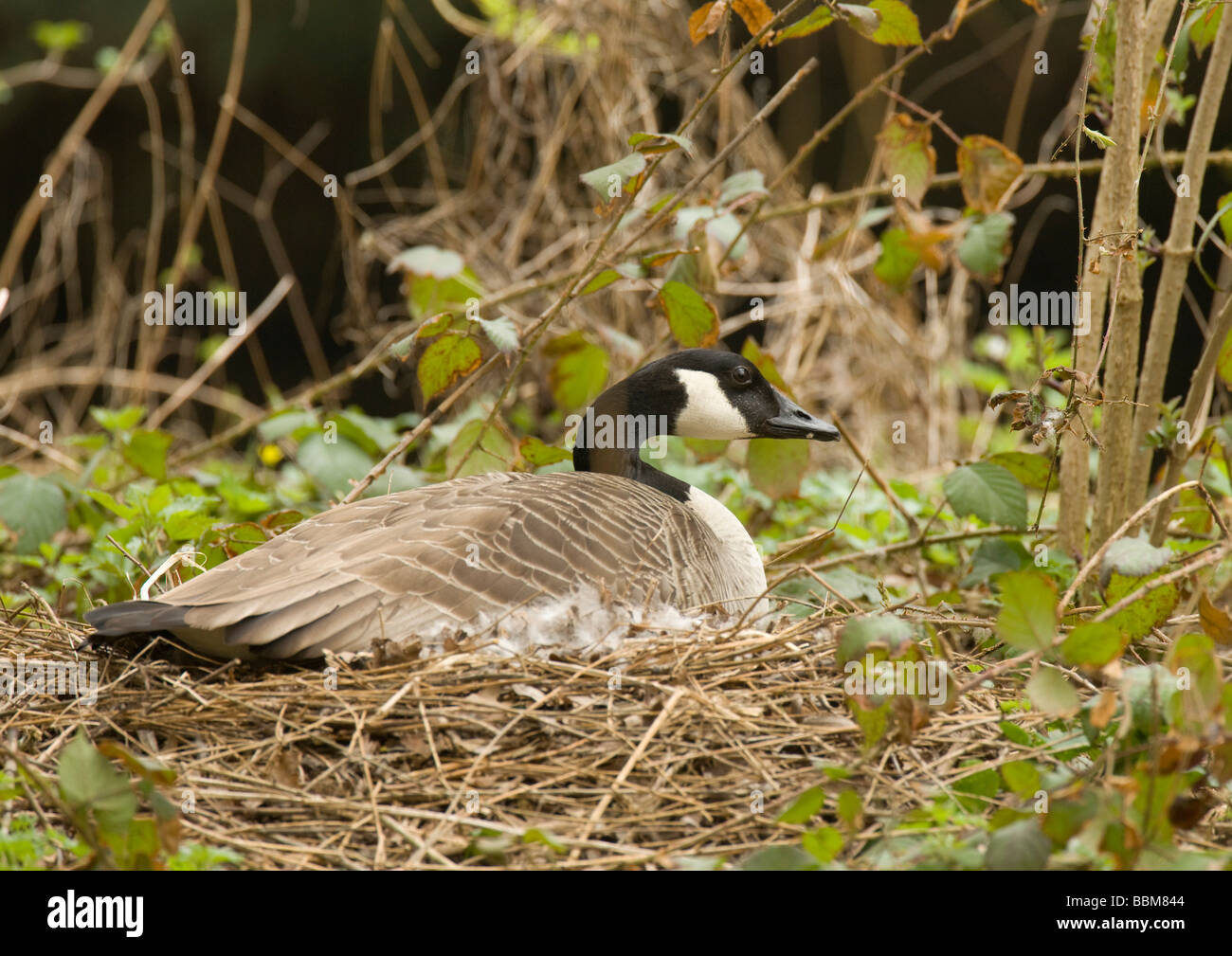 Canada Goose (Branta canadensis), sitting on the nest Stock Photo - Alamy