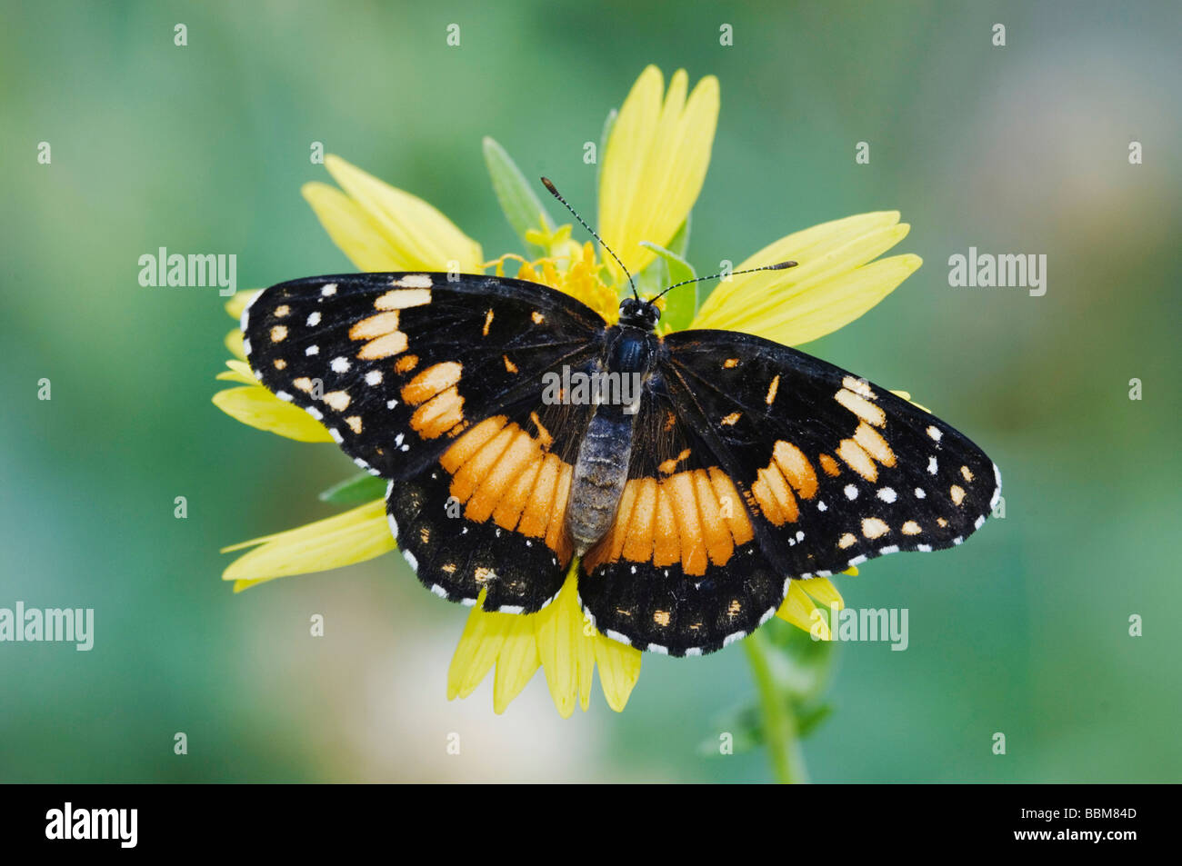 Bordered Patch Chlosyne lacinia adult on Clasping leaved Coneflower ...