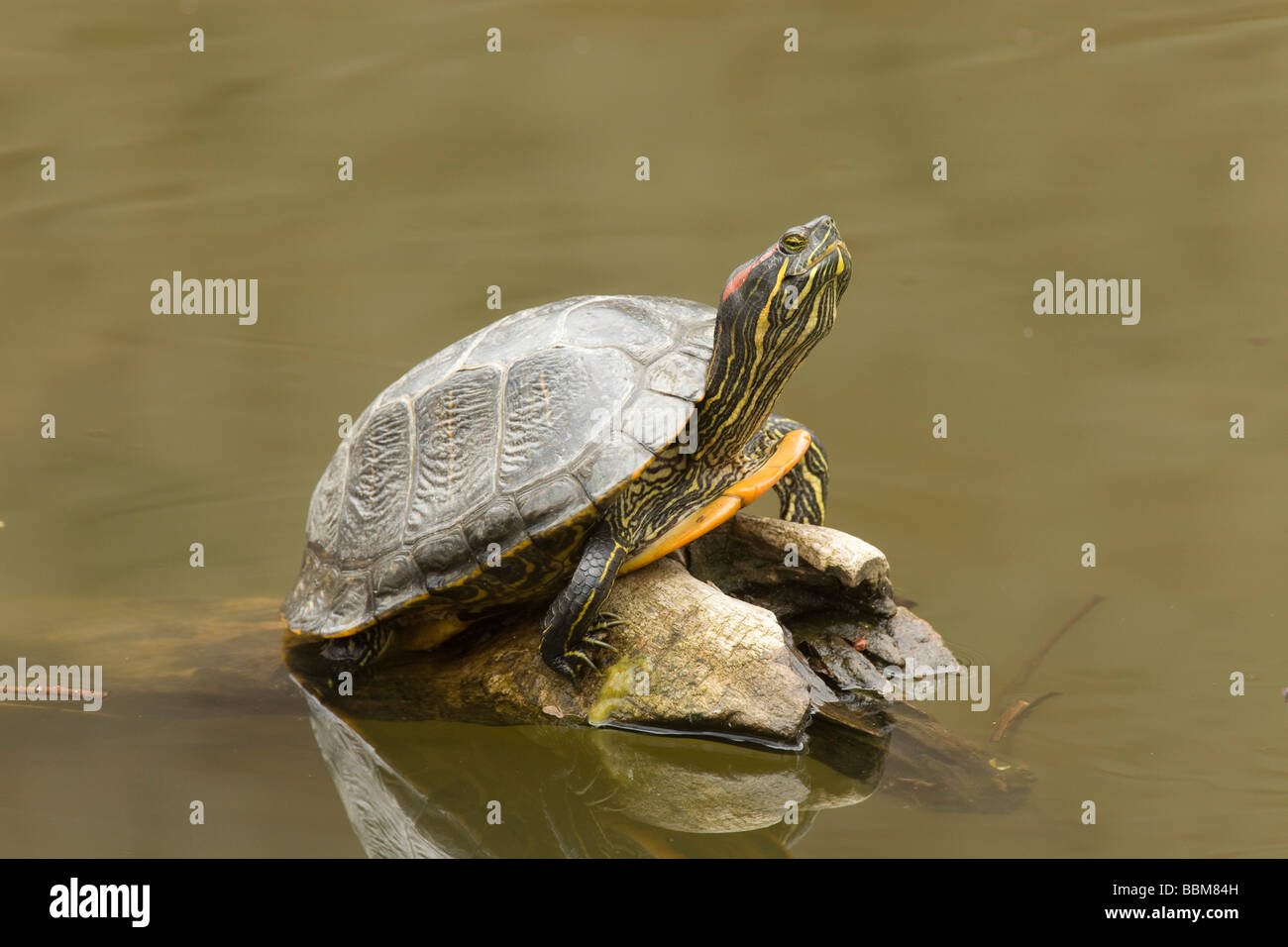 Red-Eared Slider (Trachemys scripta elegans Stock Photo - Alamy