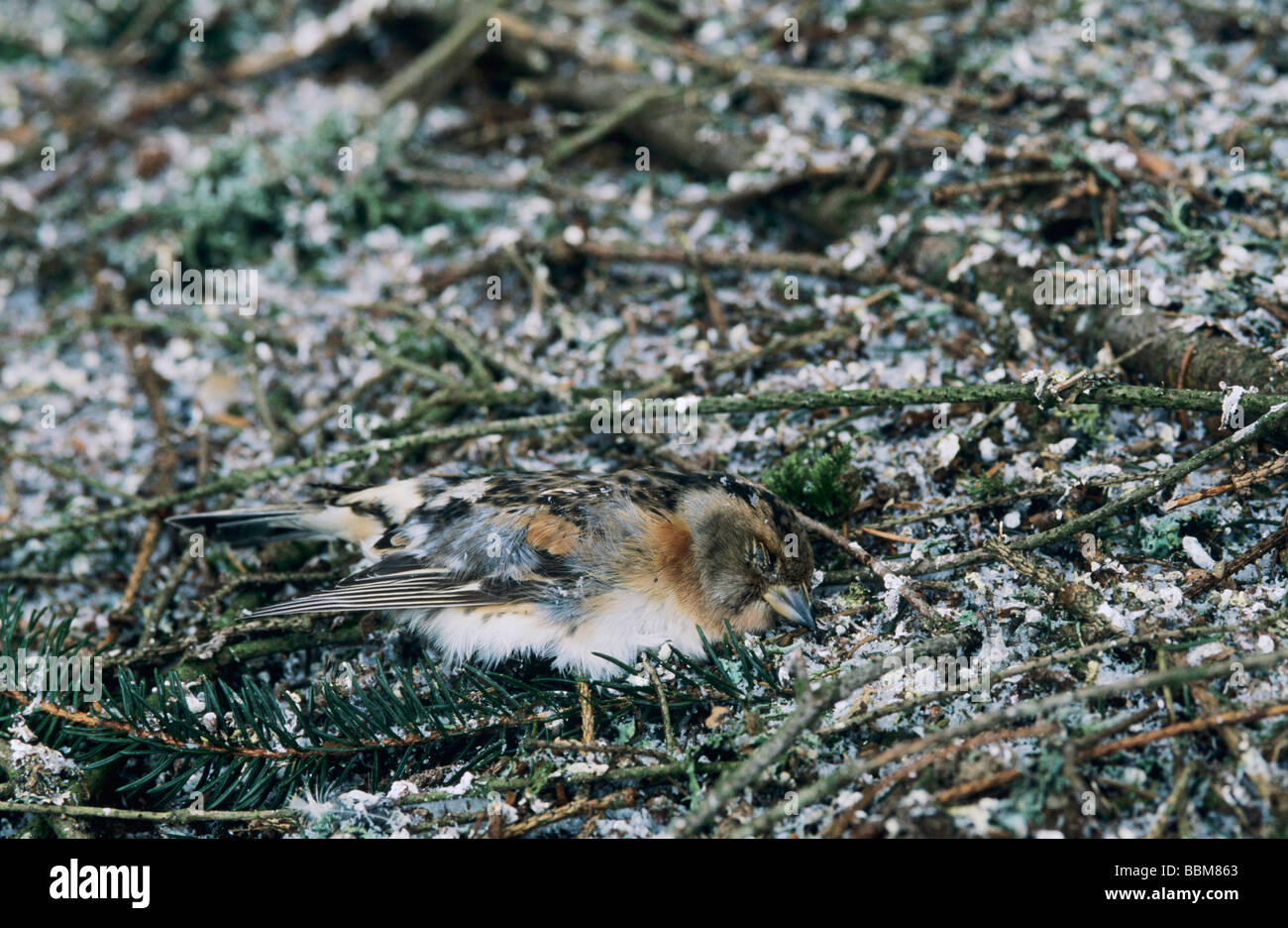 Buntings And Finches High Resolution Stock Photography and Images - Alamy