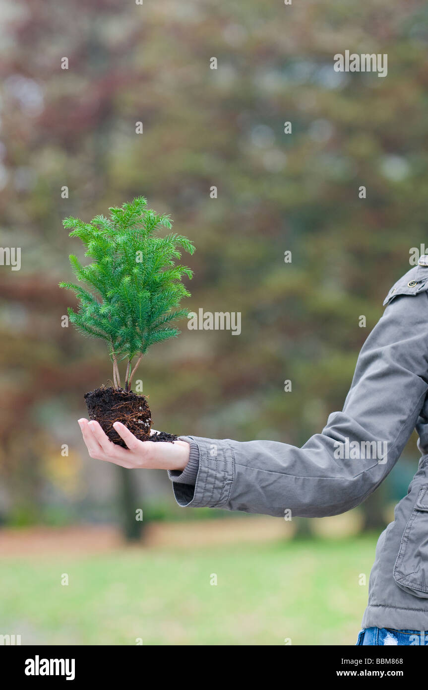Hand holding small tree, Vancouver, British Columbia Stock Photo - Alamy