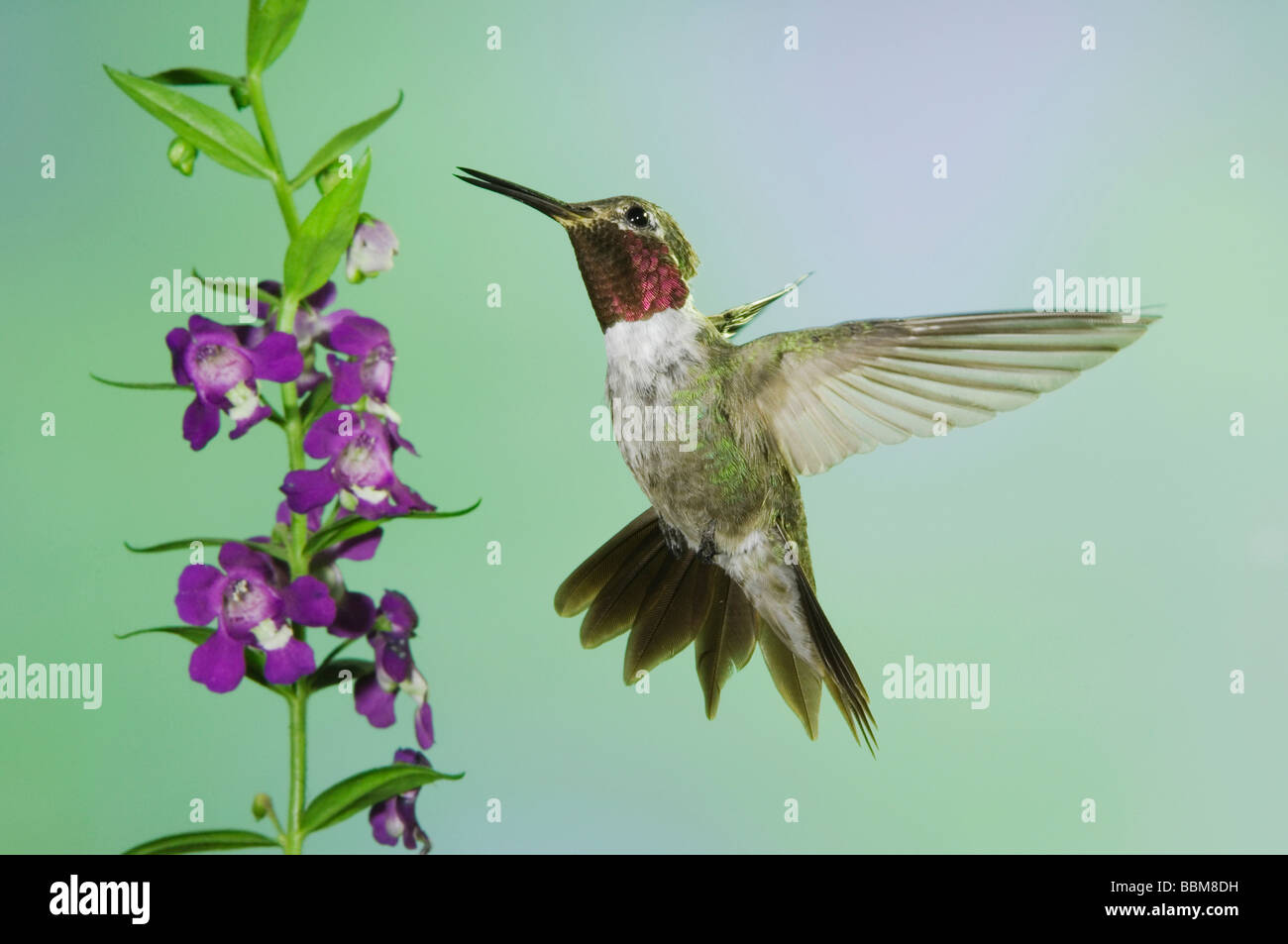 Broad tailed Hummingbird Selasphorus platycercus male in flight feeding ...