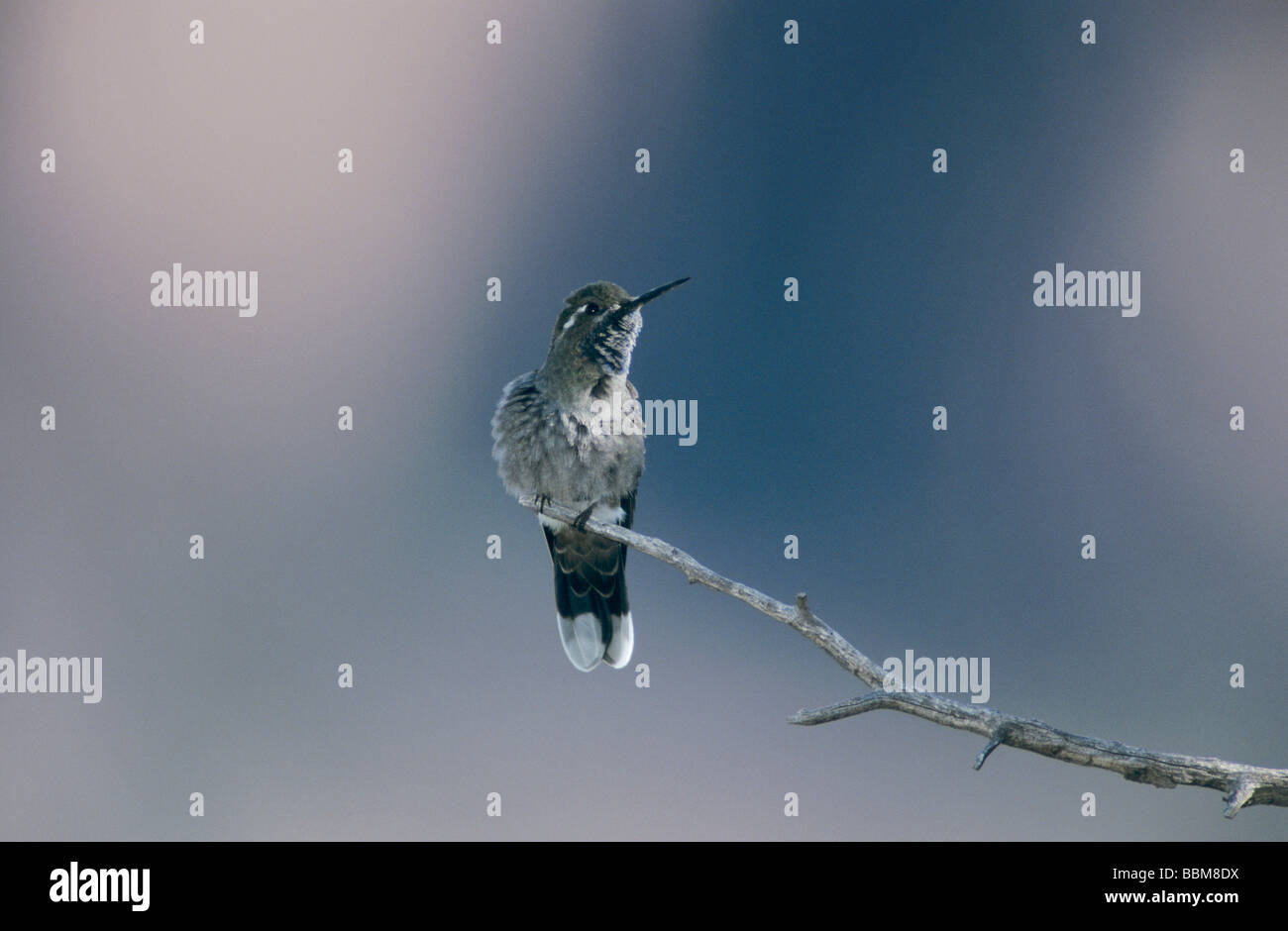 Blue throated Hummingbird Lampornis clemenciae male Big Bend National ...