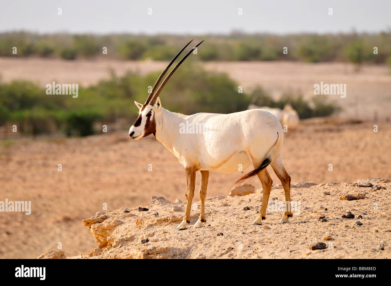 Arabian Oryx (Arabian Oryx), Sir Bani Yas Island, Abu Dhabi, United ...