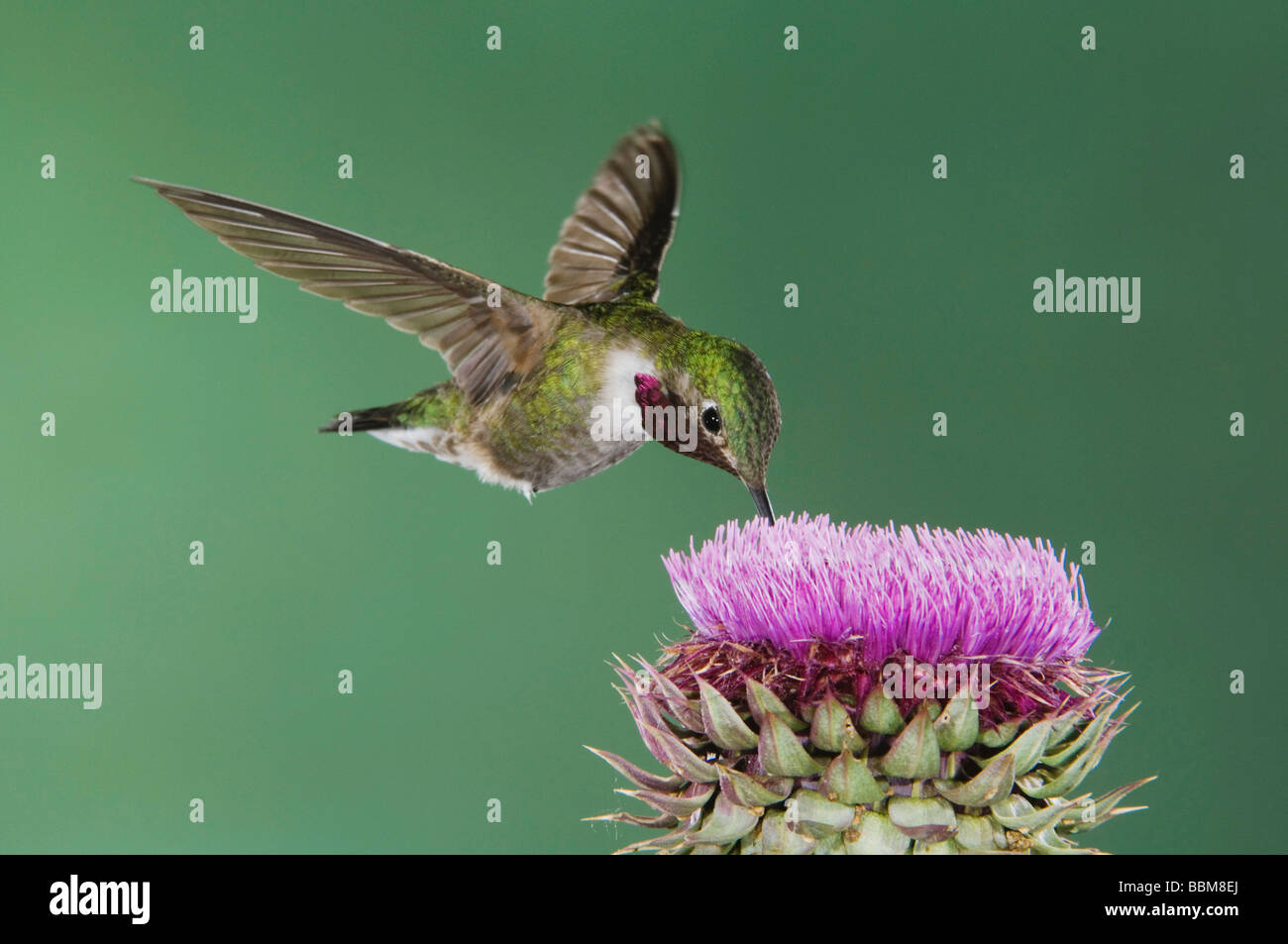 Broad tailed Hummingbird Selasphorus platycercus male in flight feeding ...