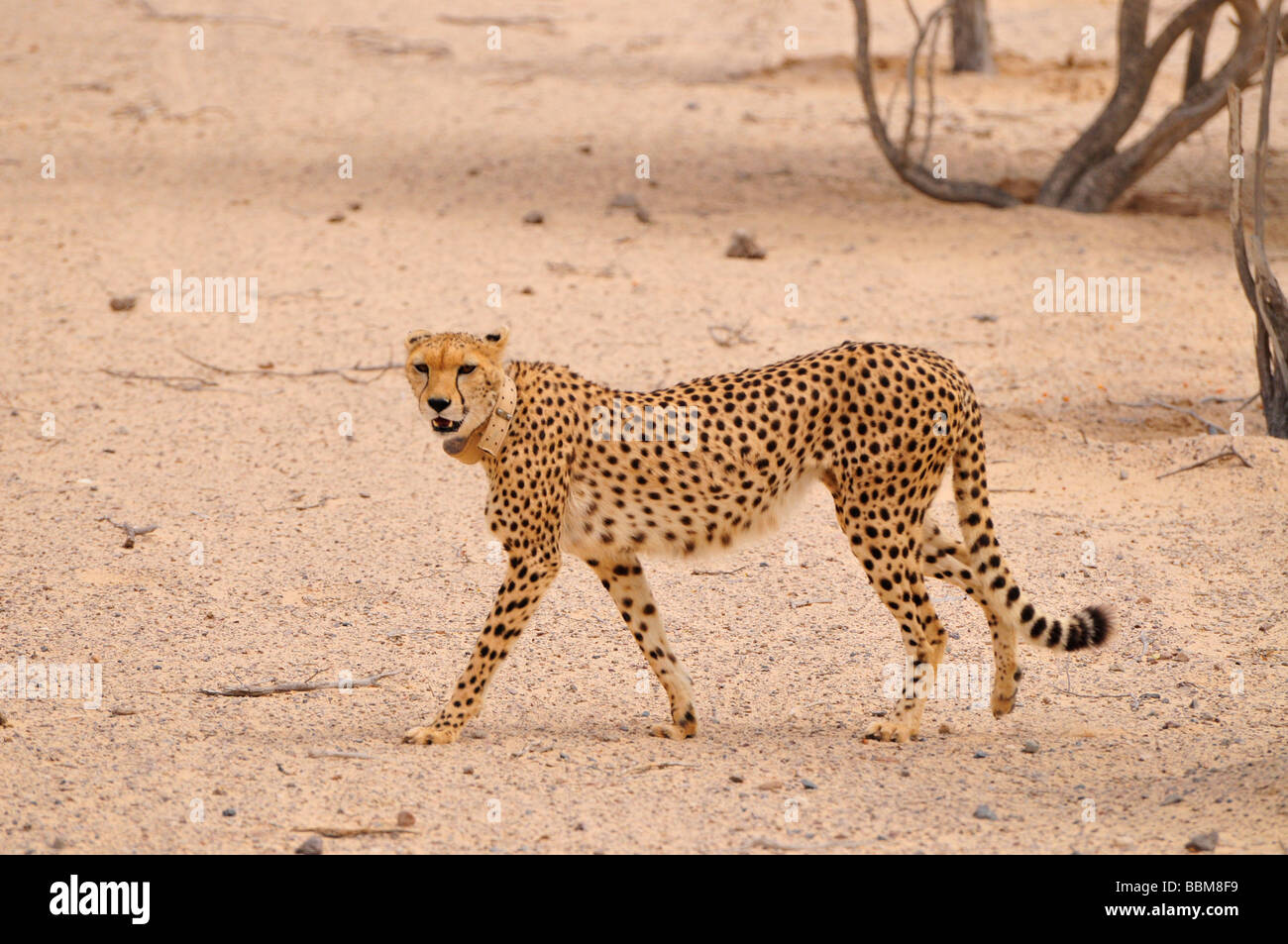 Cheetah (Acinonyx jubatus soemmerringii), in a vivarium, Sir Bani Yas ...
