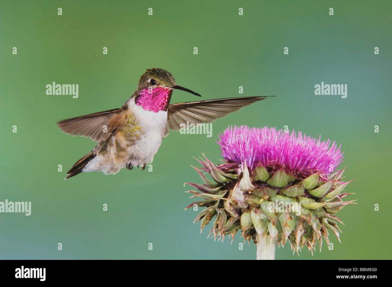 Broad tailed Hummingbird Selasphorus platycercus male in flight feeding ...