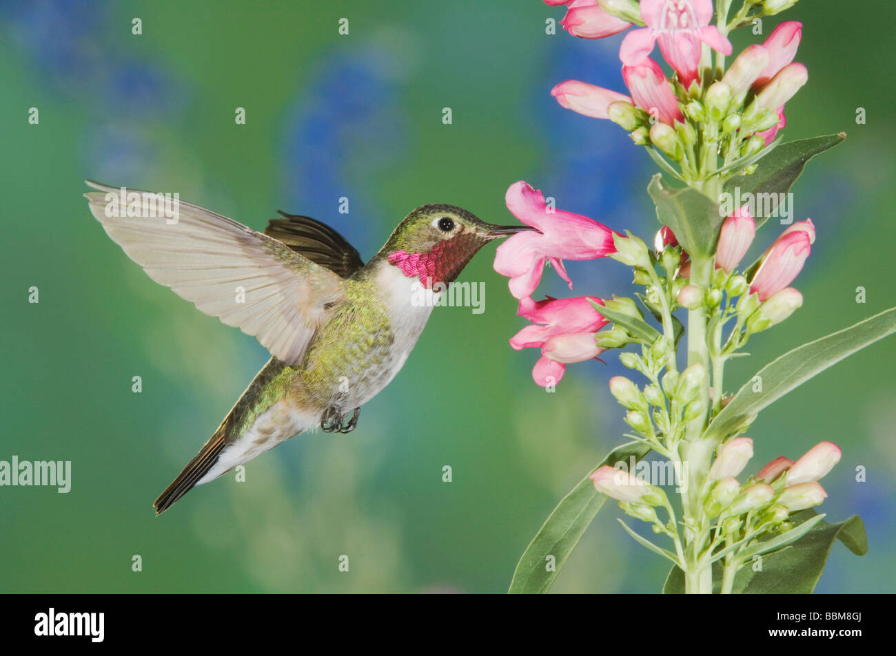 Broad tailed Hummingbird Selasphorus platycercus male in flight feeding ...