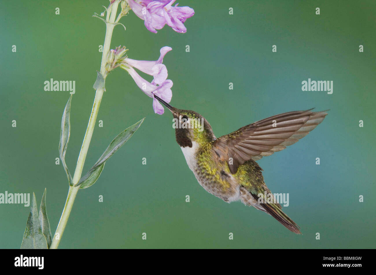 Broad tailed Hummingbird Selasphorus platycercus male in flight feeding ...
