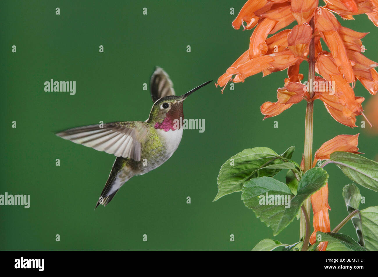Broad tailed Hummingbird Selasphorus platycercus male in flight feeding ...