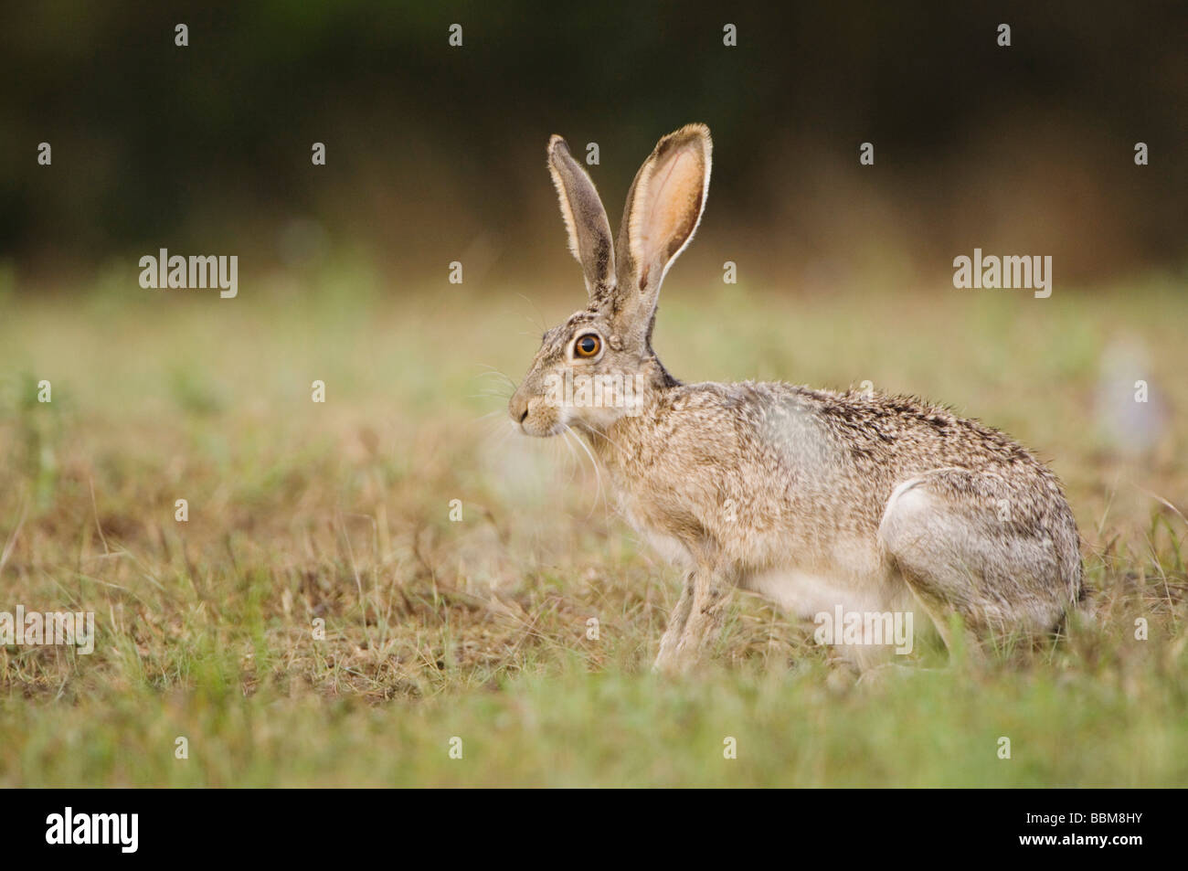 Jackrabbit hill hi-res stock photography and images - Alamy