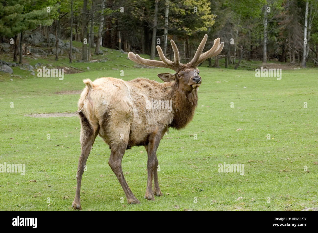 A bull Wapati in Spring Stock Photo - Alamy