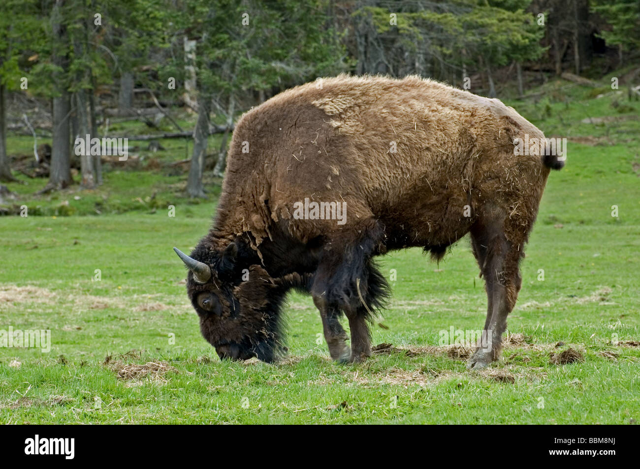 A Bison grazing Stock Photo - Alamy