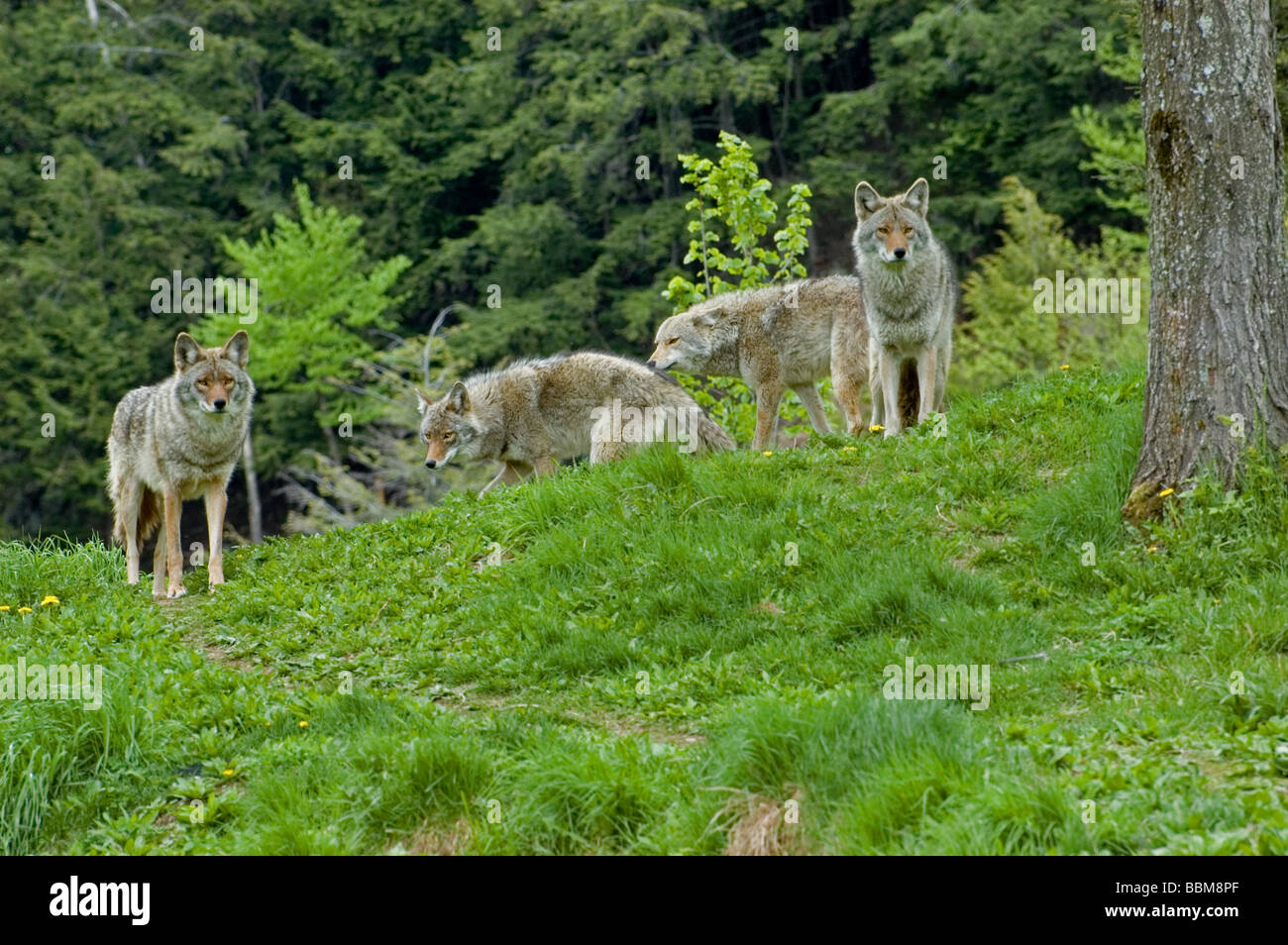 A family of Coyotes Stock Photo - Alamy
