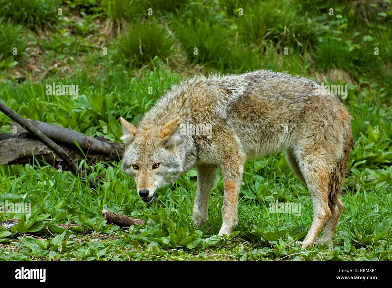 A Coyote in Spring Stock Photo - Alamy