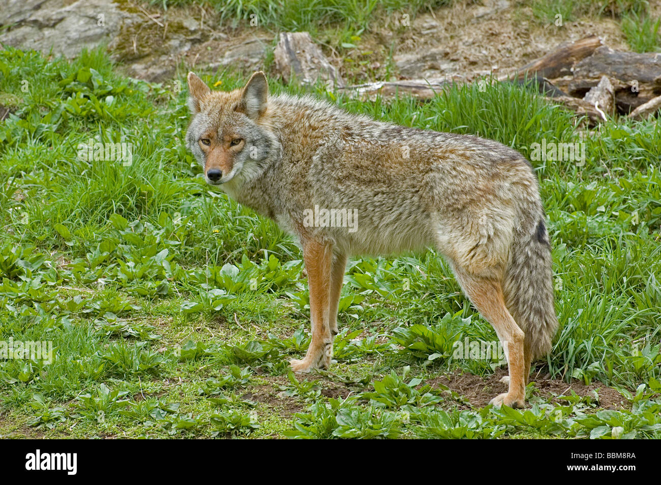 A Coyote in Spring Stock Photo - Alamy