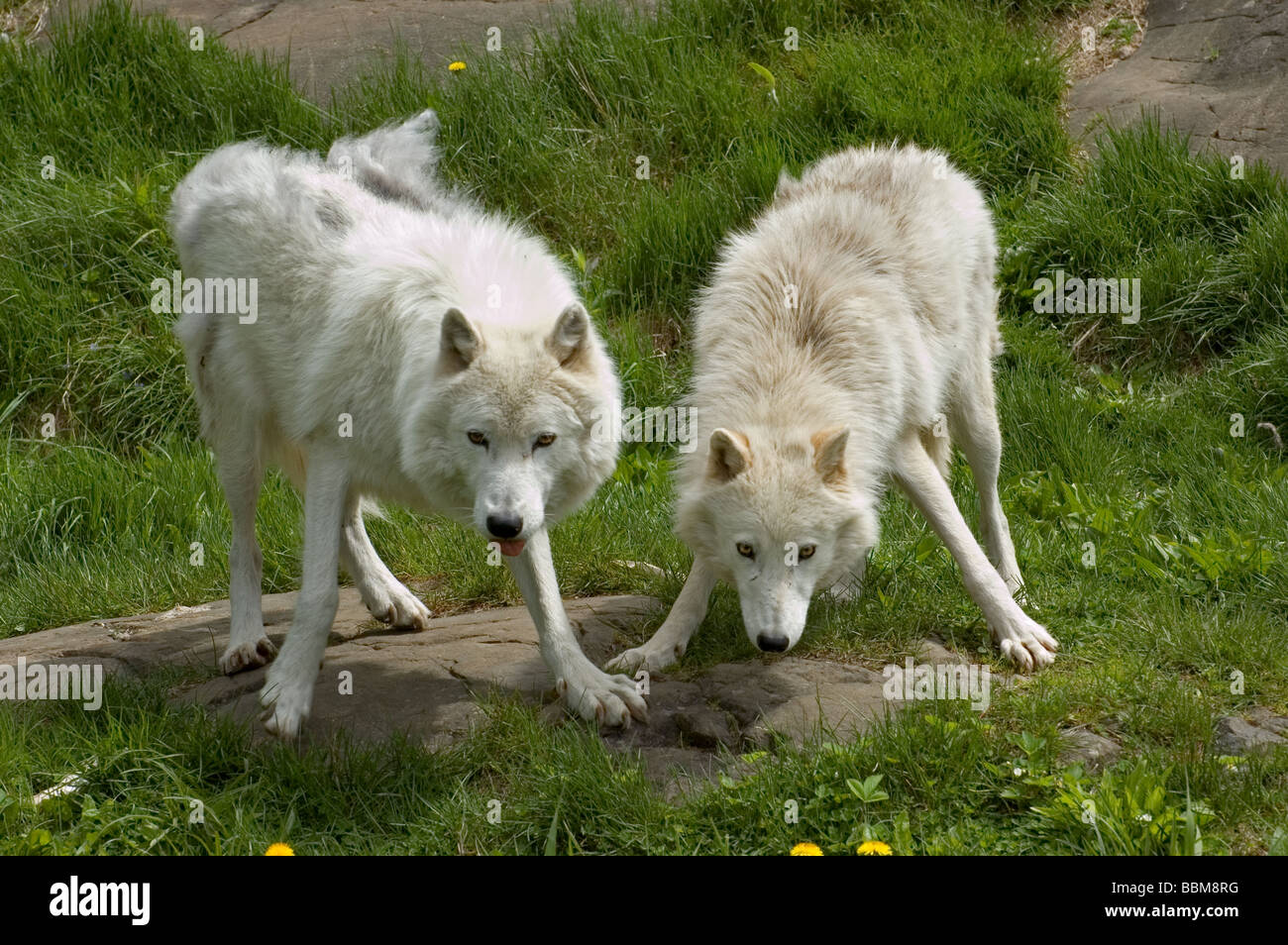 A Pair of Arctic Wolves Stock Photo - Alamy