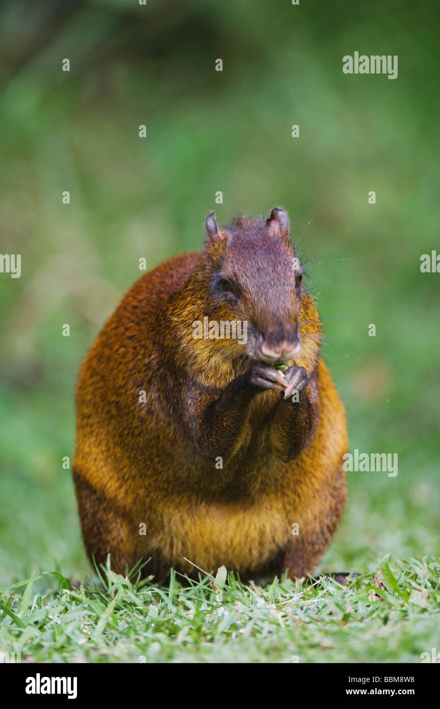 Costa rican forest mammals hi-res stock photography and images - Alamy