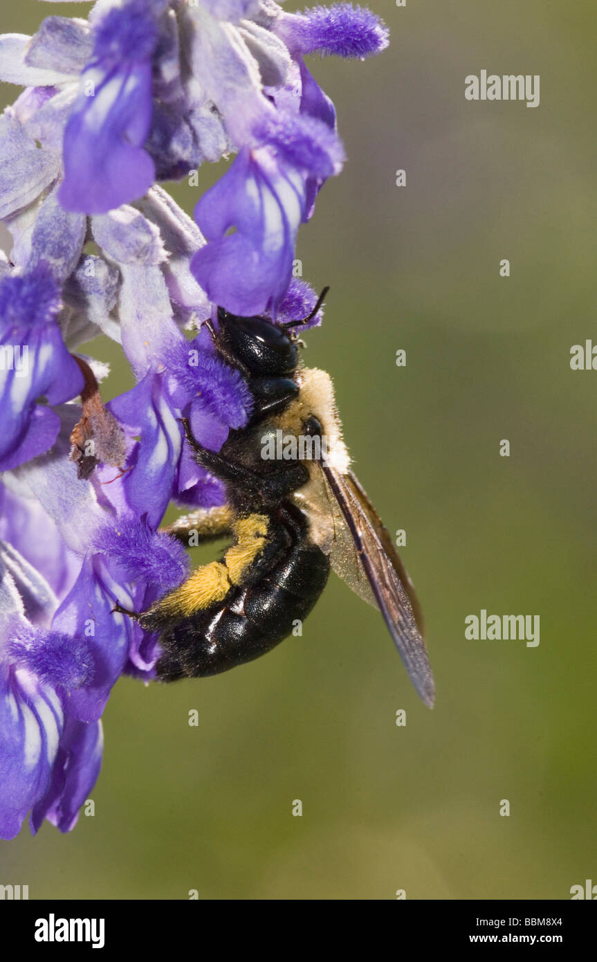 Carpenter Bee Xylocopa virginica feeding on Mealy sage Salvia farinacea ...