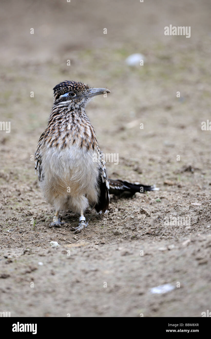 Greater Roadrunner (Geococcyx californianus), North America Stock Photo ...