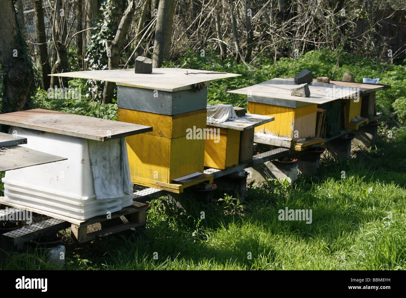 Long row of bee hives hi-res stock photography and images - Alamy