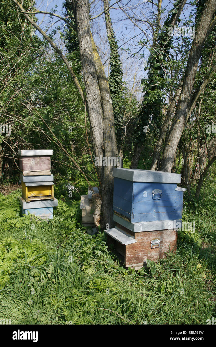 Bee hives huts hi-res stock photography and images - Alamy