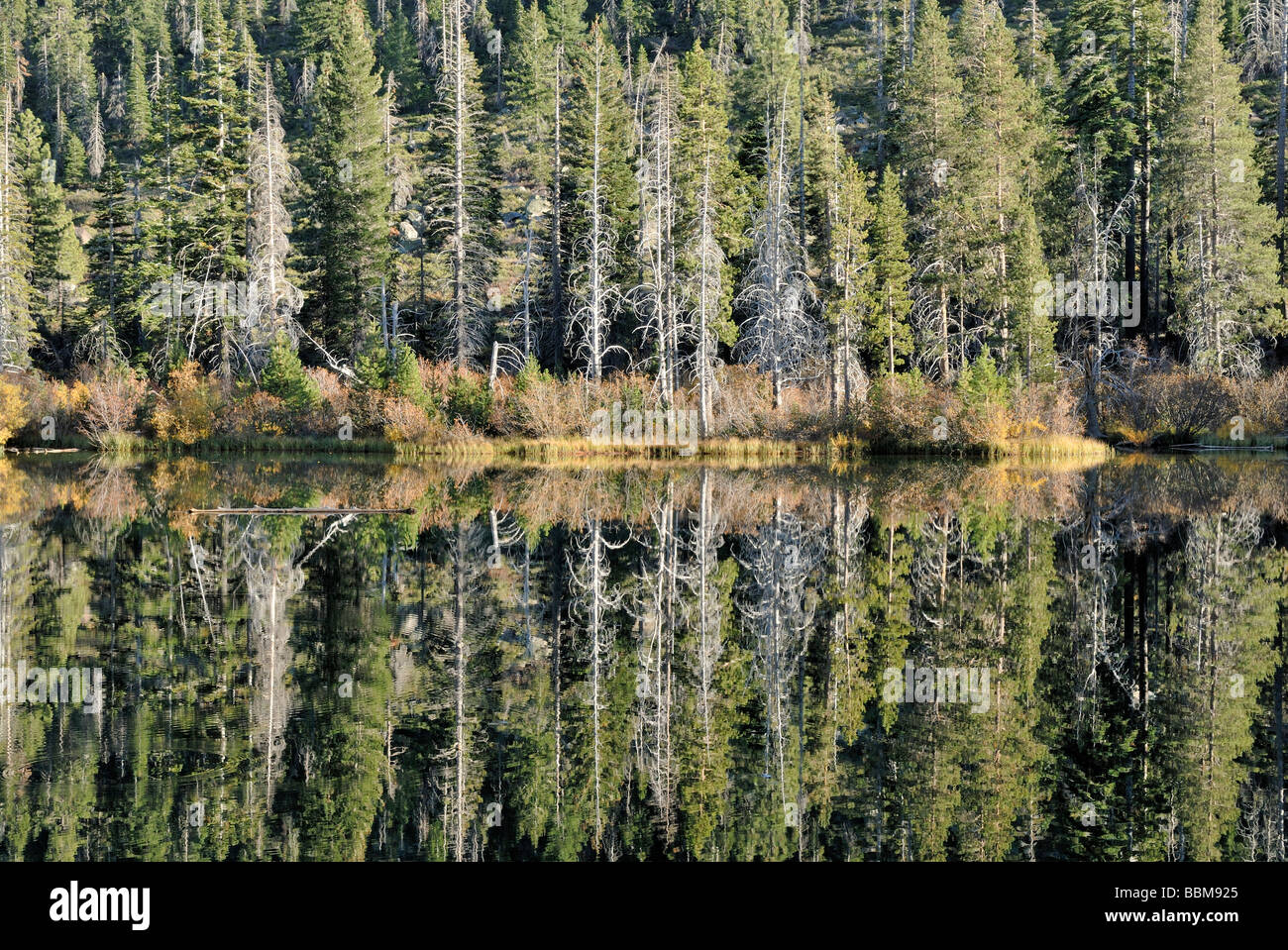 Spruce trees (Piceoideae) reflected in the Sardines Lake near Blairsden ...