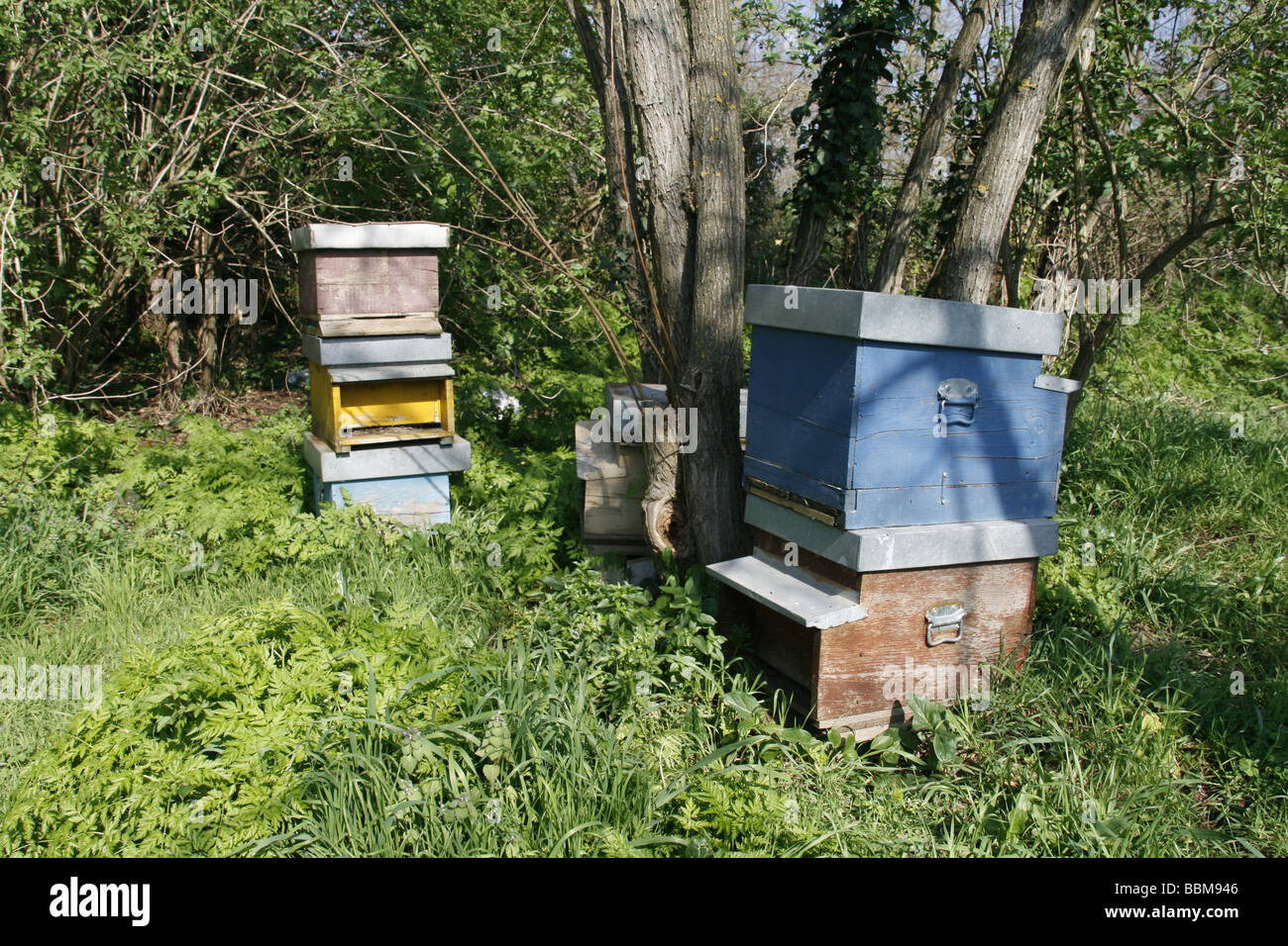 many bee hives in field in countryside Stock Photo - Alamy