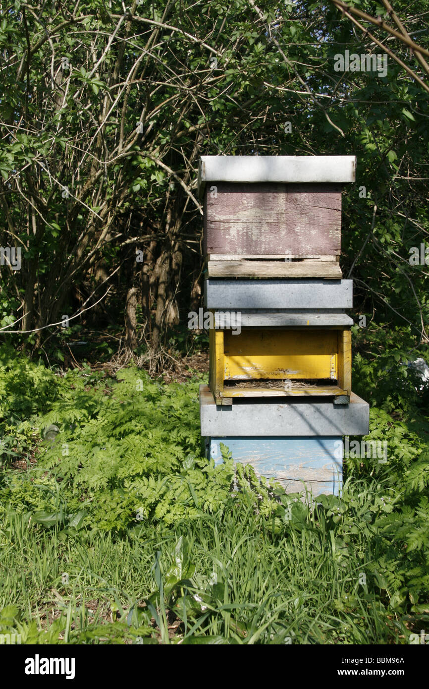 Bee hives huts hi-res stock photography and images - Alamy