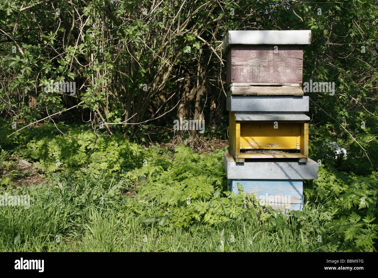Long row of bee hives hi-res stock photography and images - Alamy