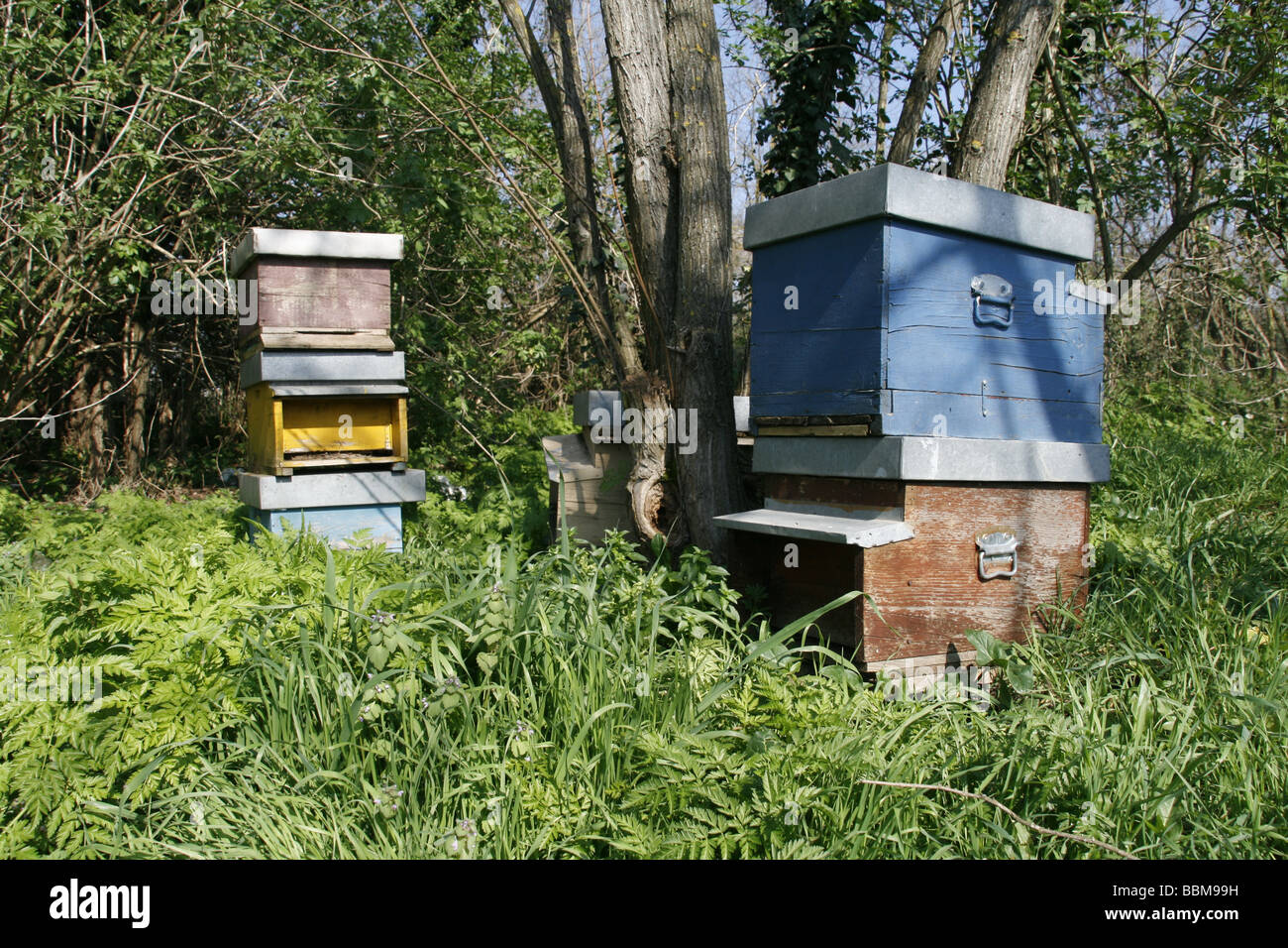 many bee hives in field in countryside Stock Photo - Alamy