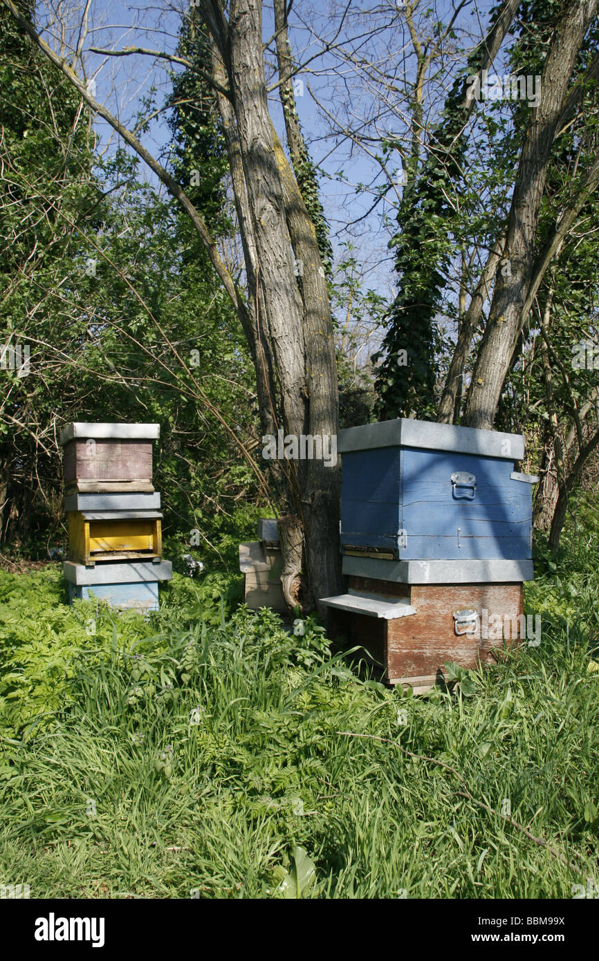 many bee hives in field in countryside Stock Photo - Alamy