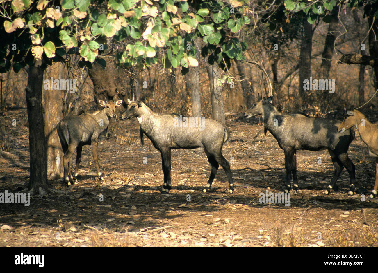 Nilgai feeding hi-res stock photography and images - Alamy