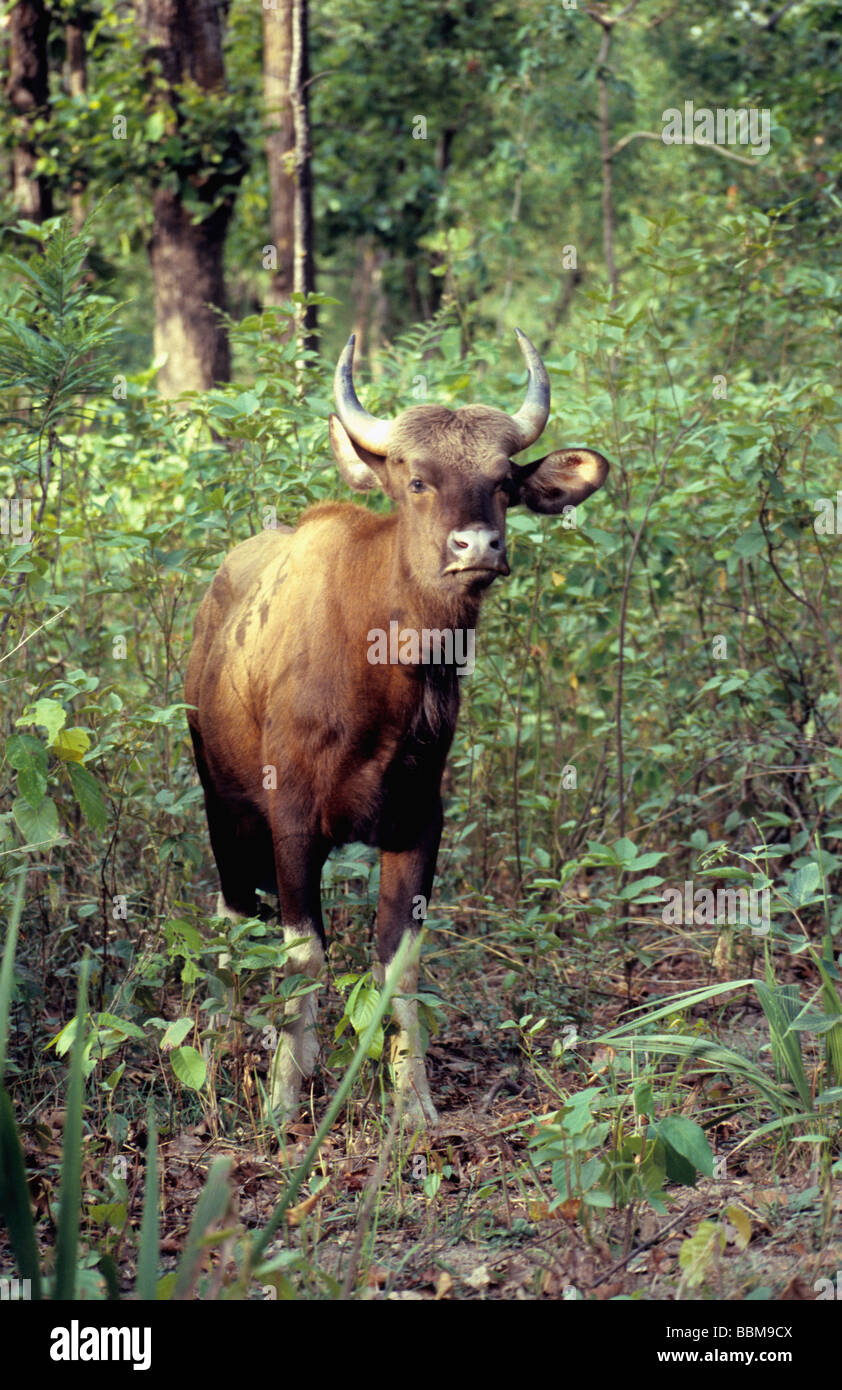 Gaurs hi-res stock photography and images - Alamy