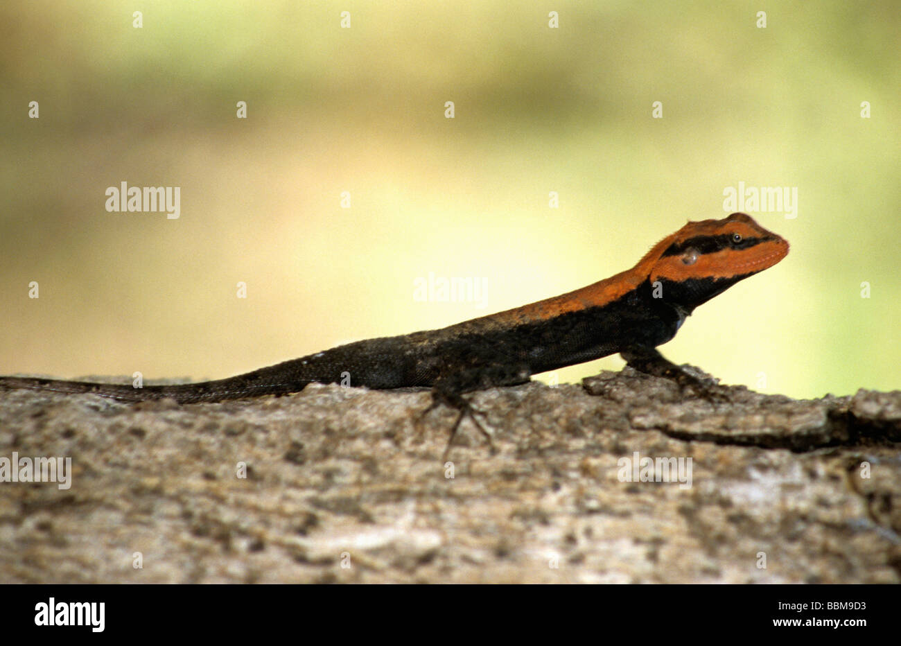 FOREST CALOTES, Calotes rouxii, Male in breeding color in the monsoons ...