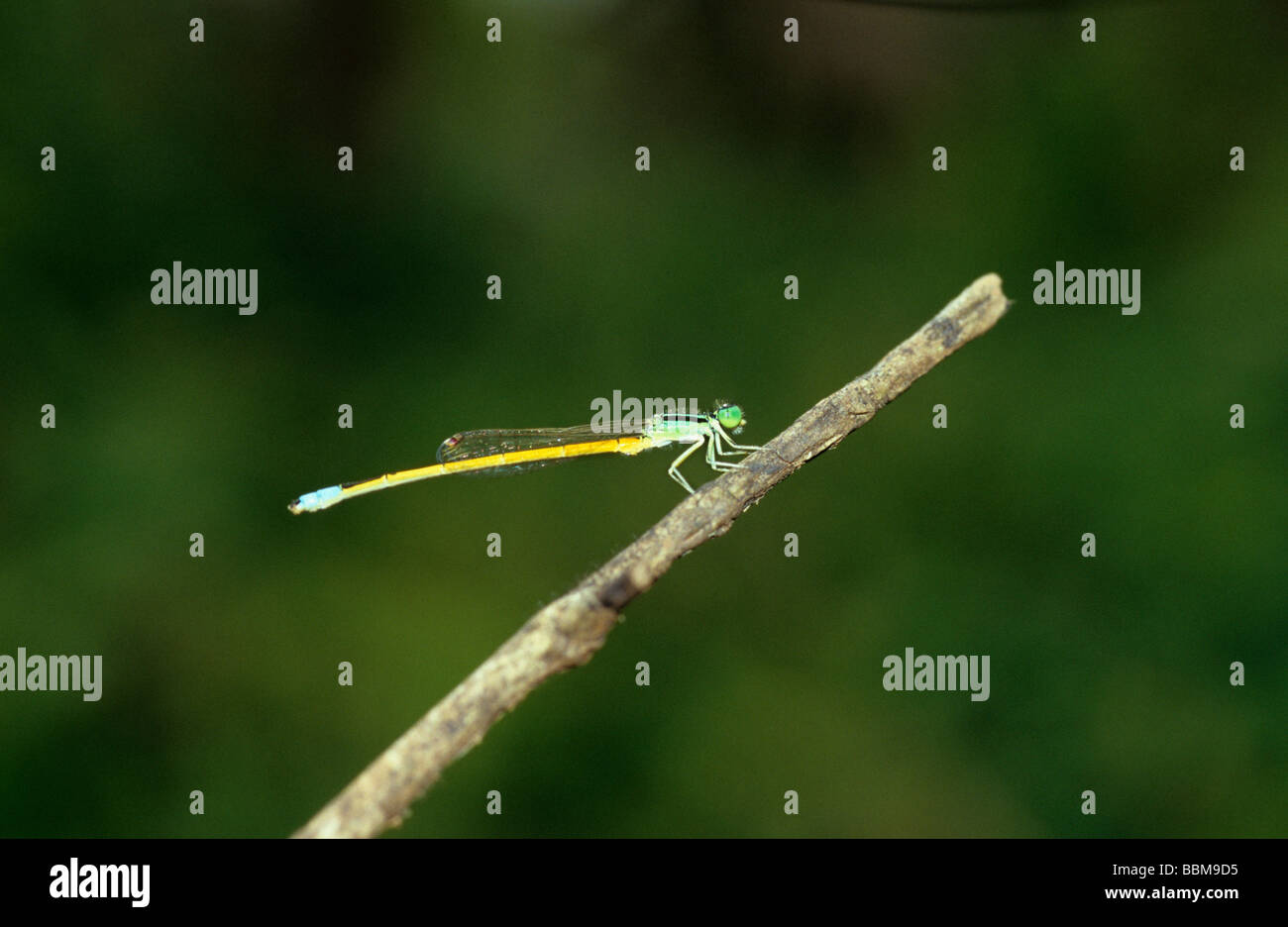 Damsel Fly at Amboli Forest, Maharshtra, India Stock Photo - Alamy