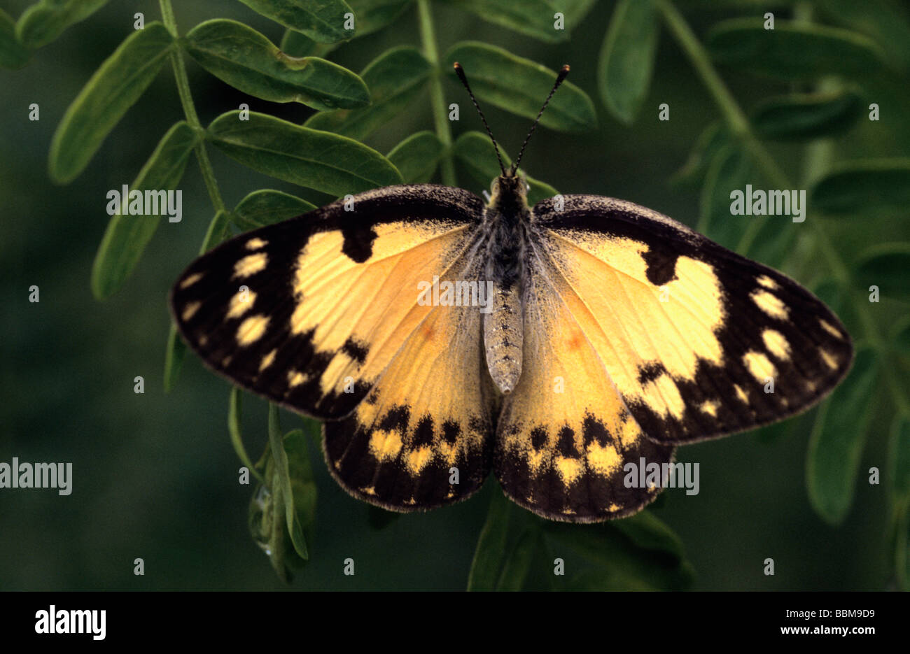 Colotis amata hi-res stock photography and images - Alamy