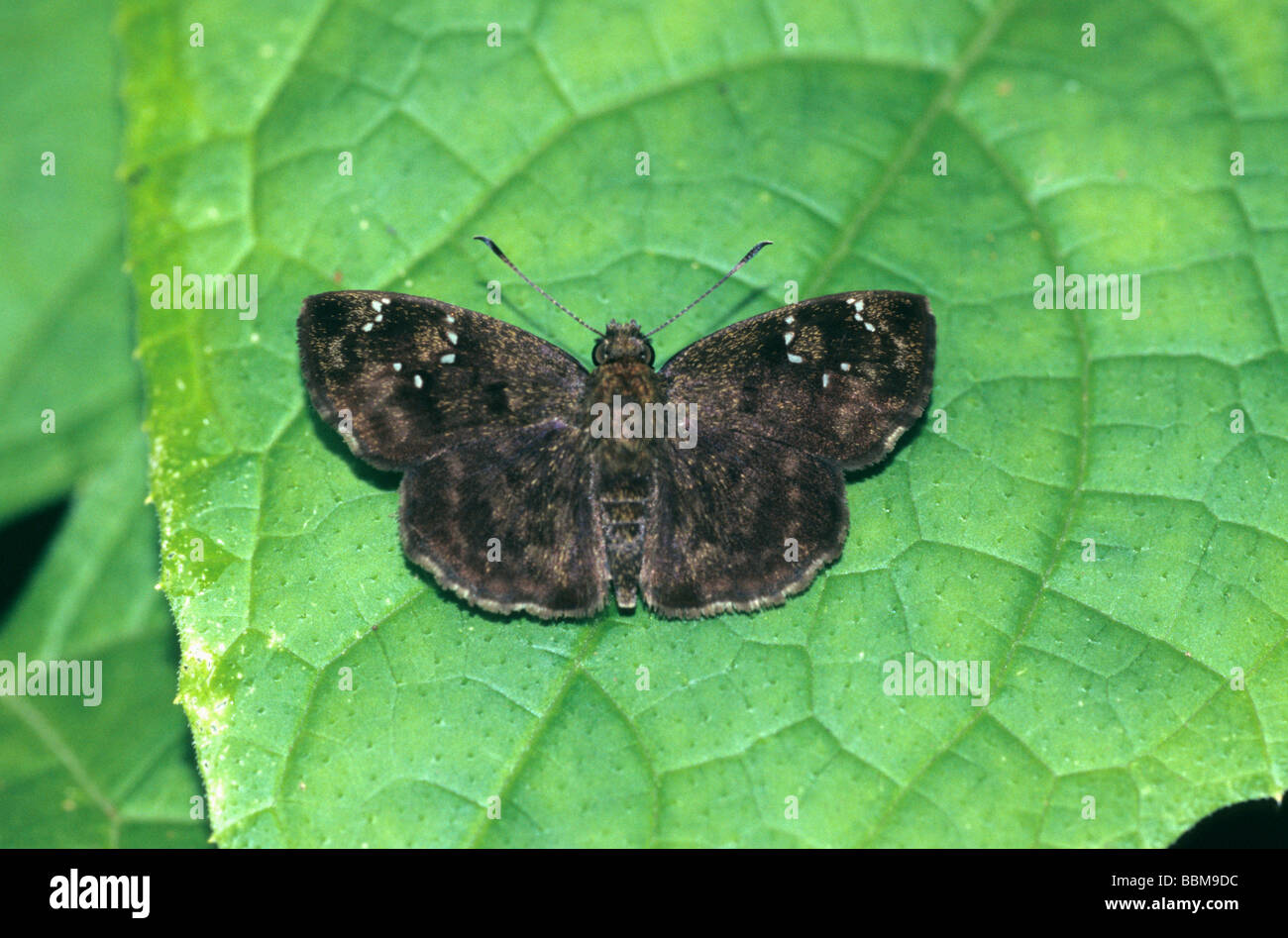 Small Spotted Flat butterfly, at Amboli Forests, Maharashtra, India ...