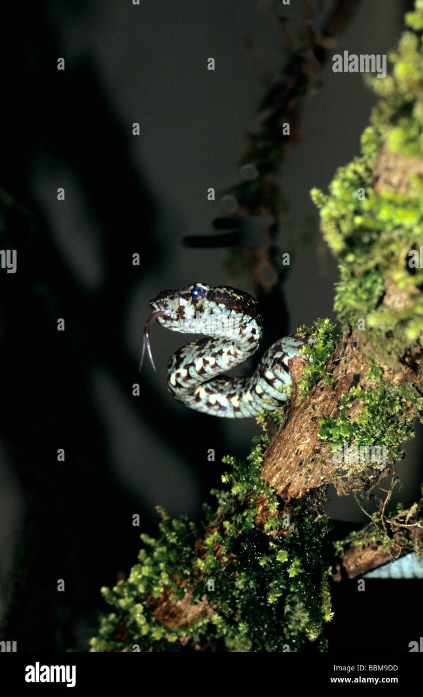 MALABAR PIT VIPER Trimeresums malbaricus Venomous Common. Amboli ...