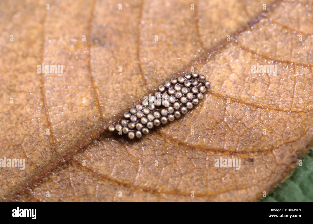 Insect Eggs layed neatly on a dry leaf Stock Photo - Alamy