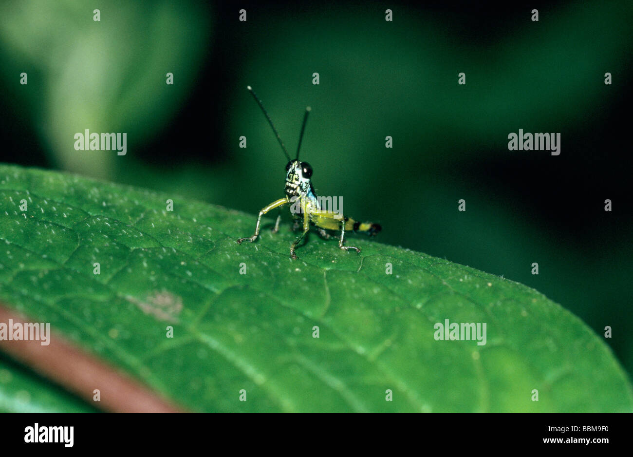 Leaf hopper of india hi-res stock photography and images - Alamy