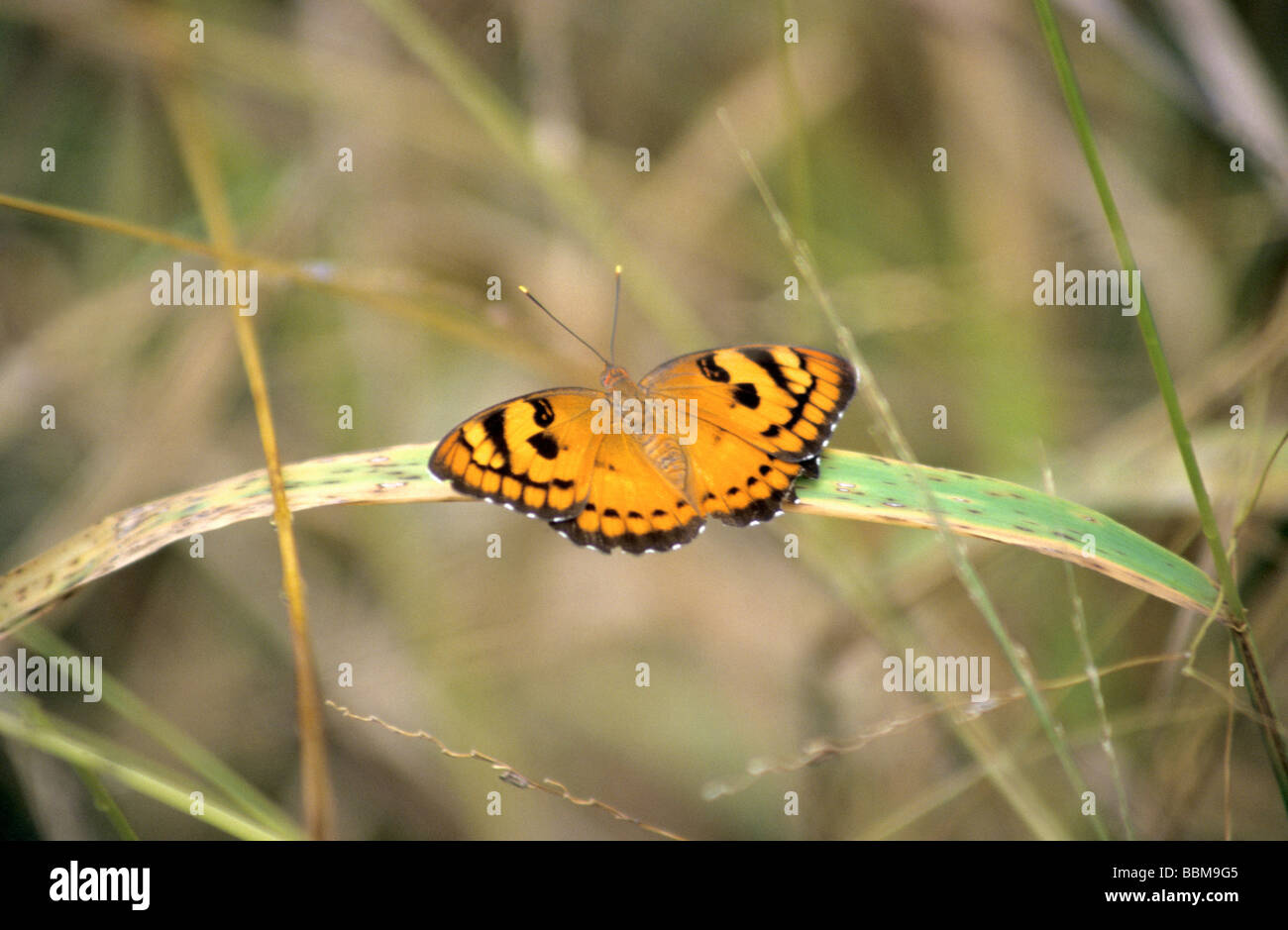 Baronet butterfly, Euthalia nais, Tadoba Tiger Reserve, India Stock ...