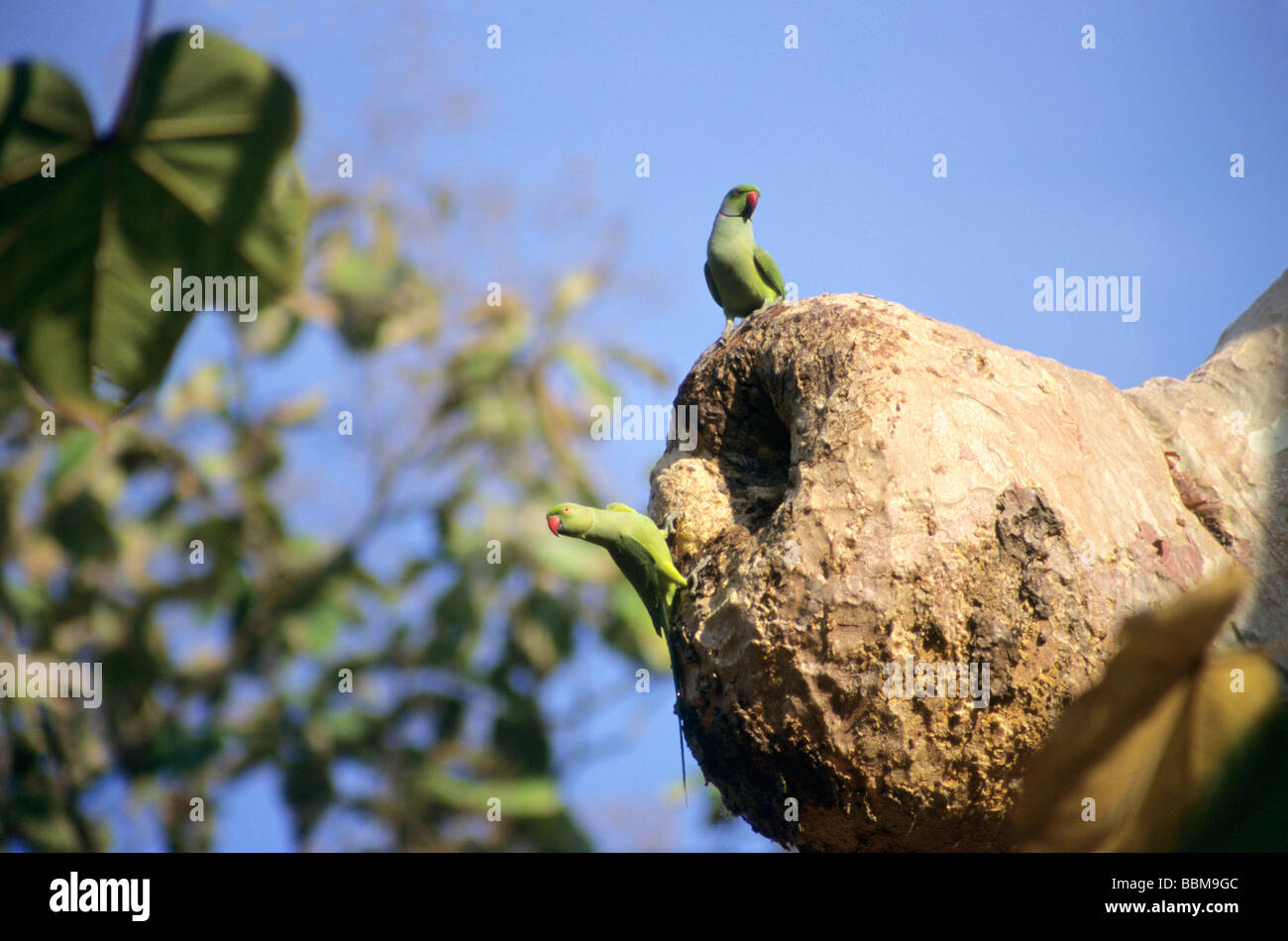 Rose Ringed Parakeet pair at Tadoba Tiger Reserve, India Stock Photo ...