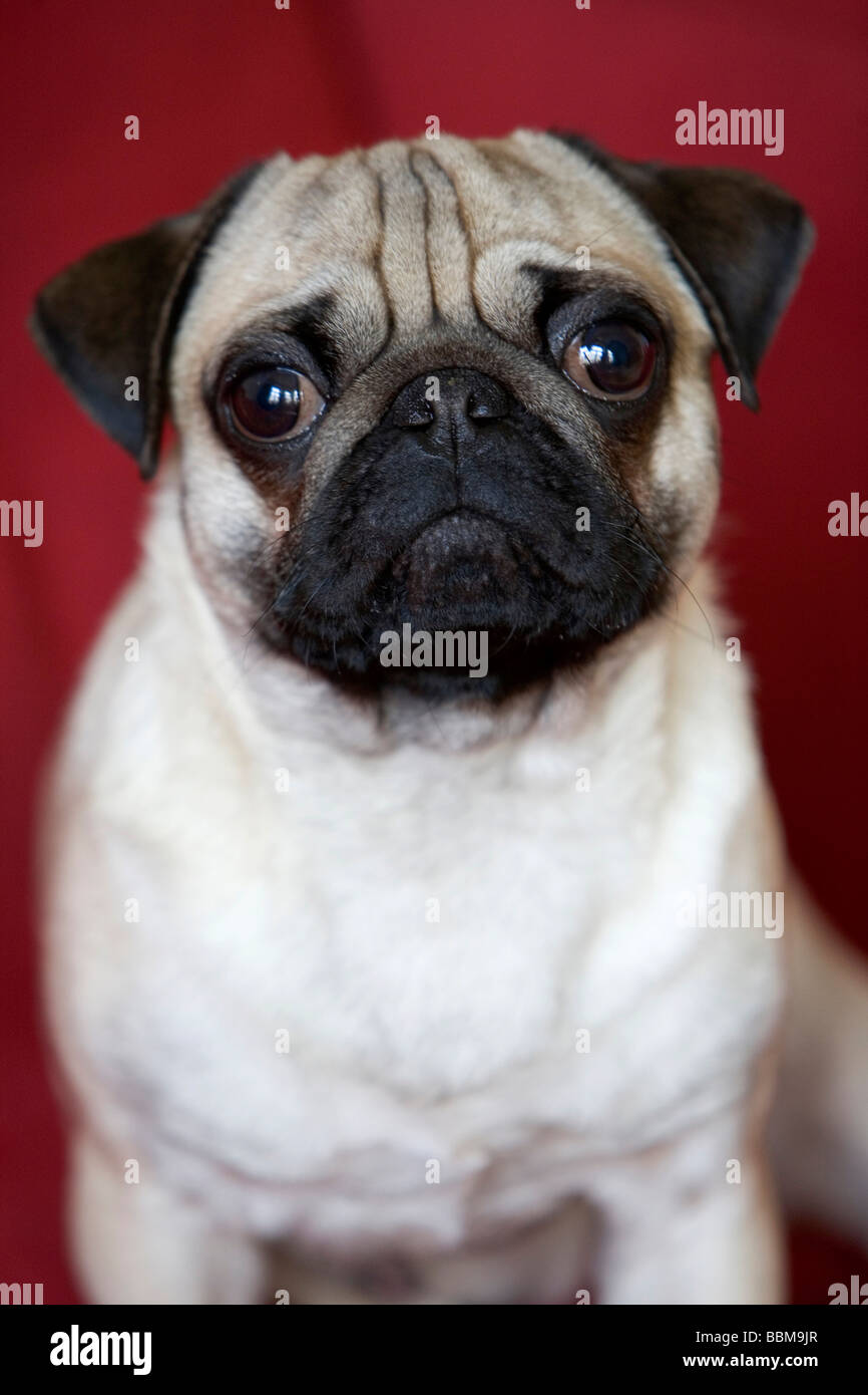 Red backdrop hi-res stock photography and images - Alamy