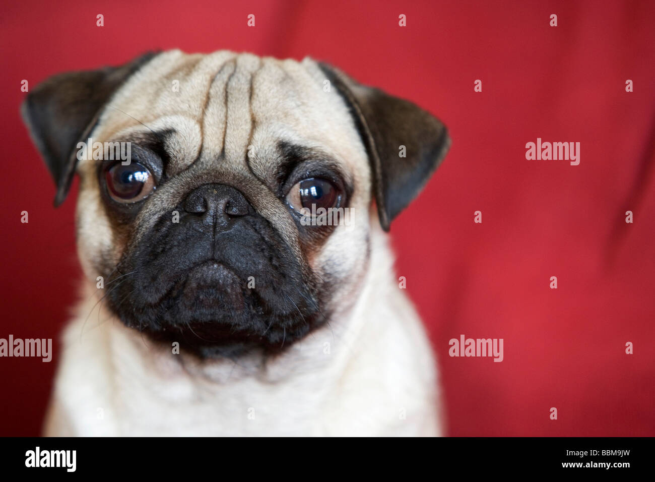 Red backdrop hi-res stock photography and images - Alamy