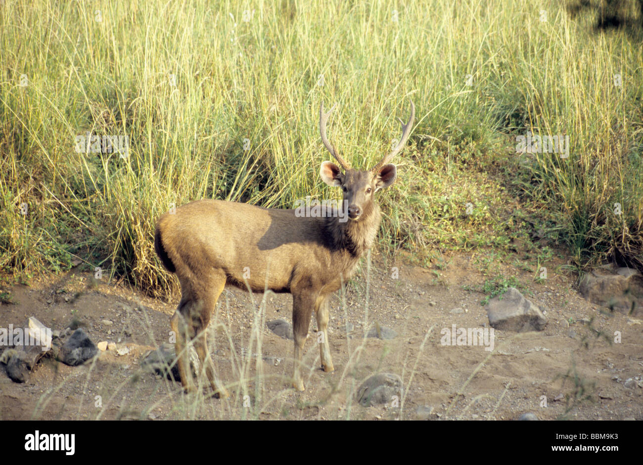 Sambar stag india hi-res stock photography and images - Alamy