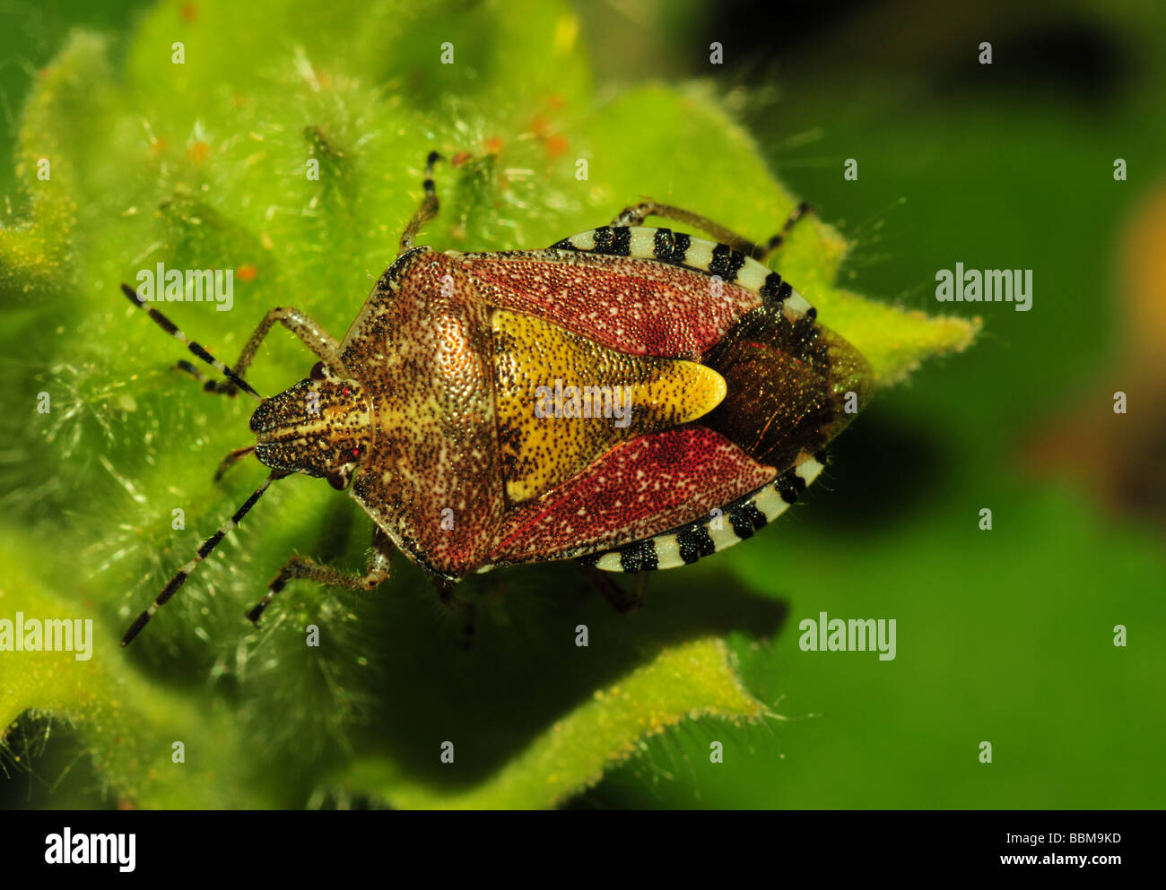 image of stink bug Stock Photo - Alamy