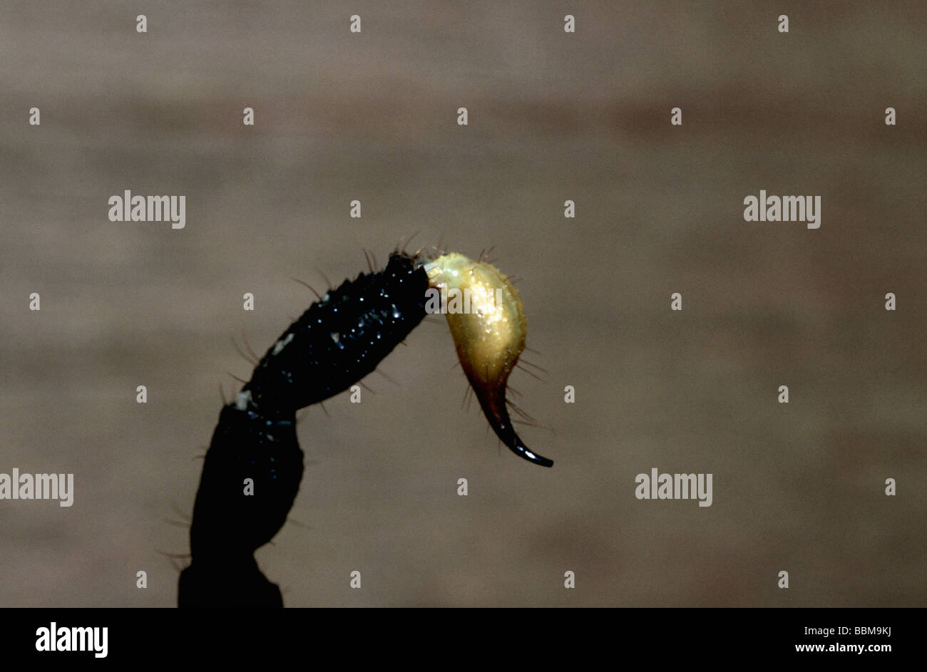 Tail Tip Sting of the Black Scorpion Stock Photo - Alamy